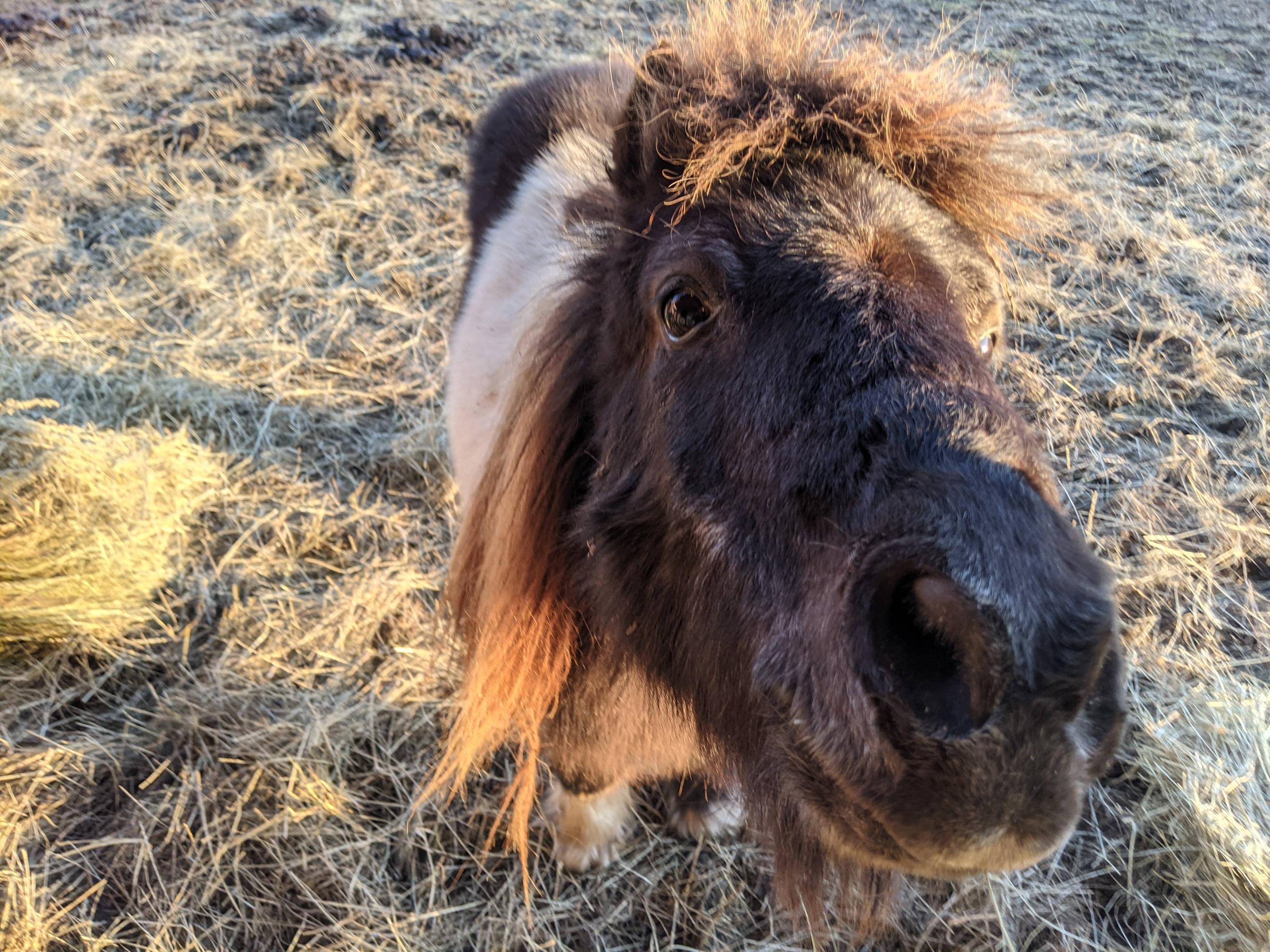 Good luck tiny pony | Scrolller