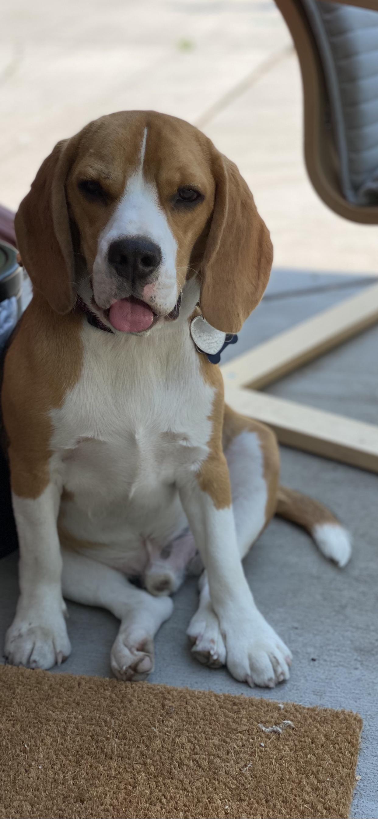 Good morning, fellow chonks! | Scrolller