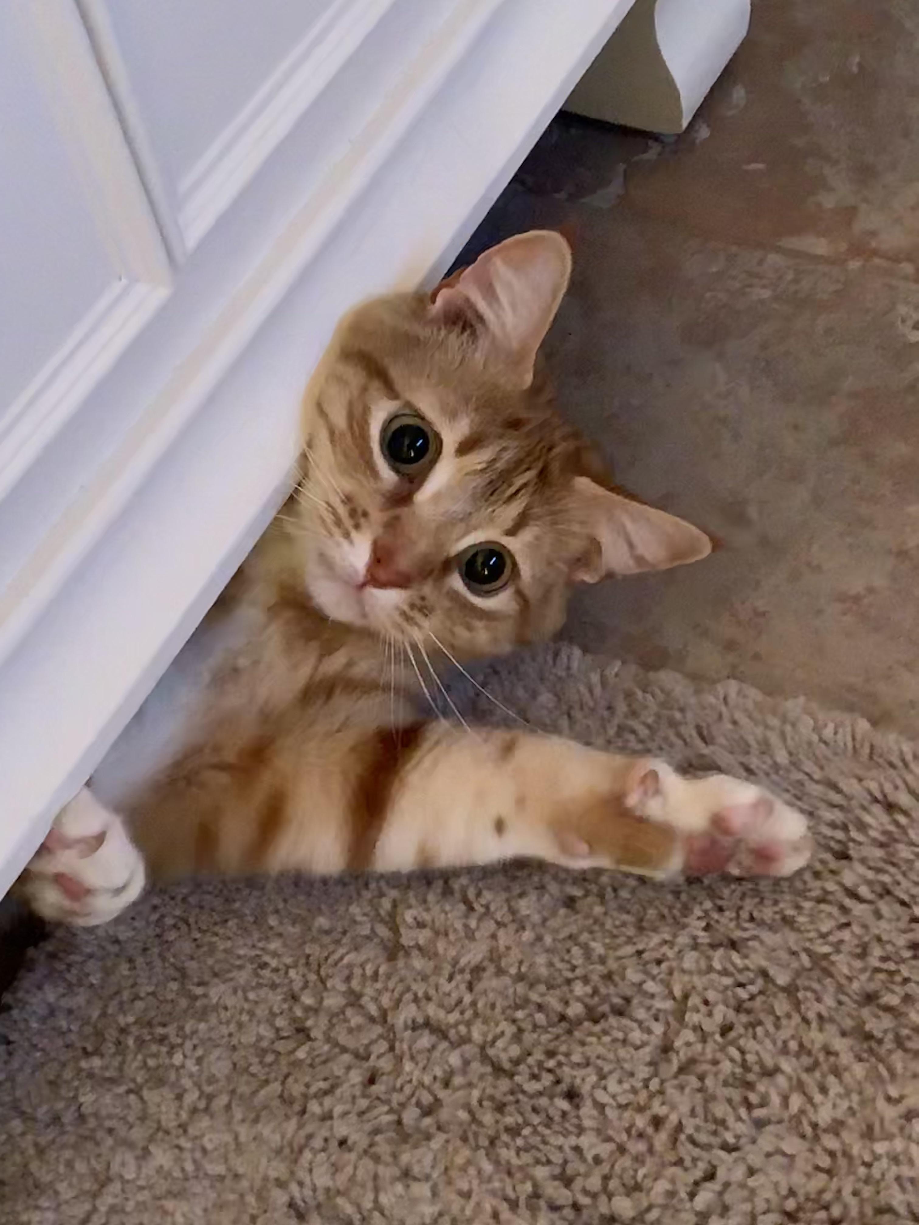 Good morning Fig | Scrolller