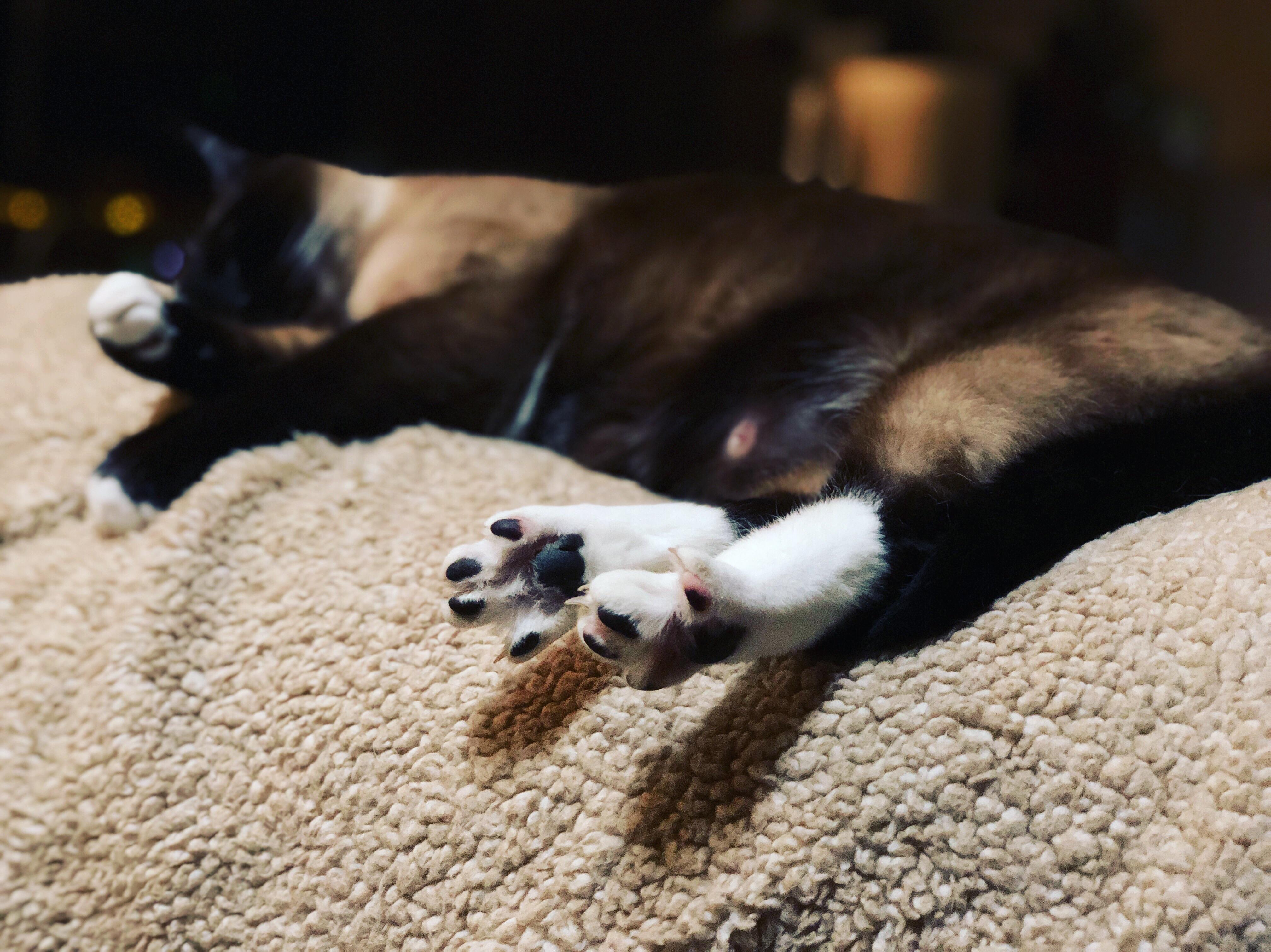 Good naps = spread out toes 😽 | Scrolller