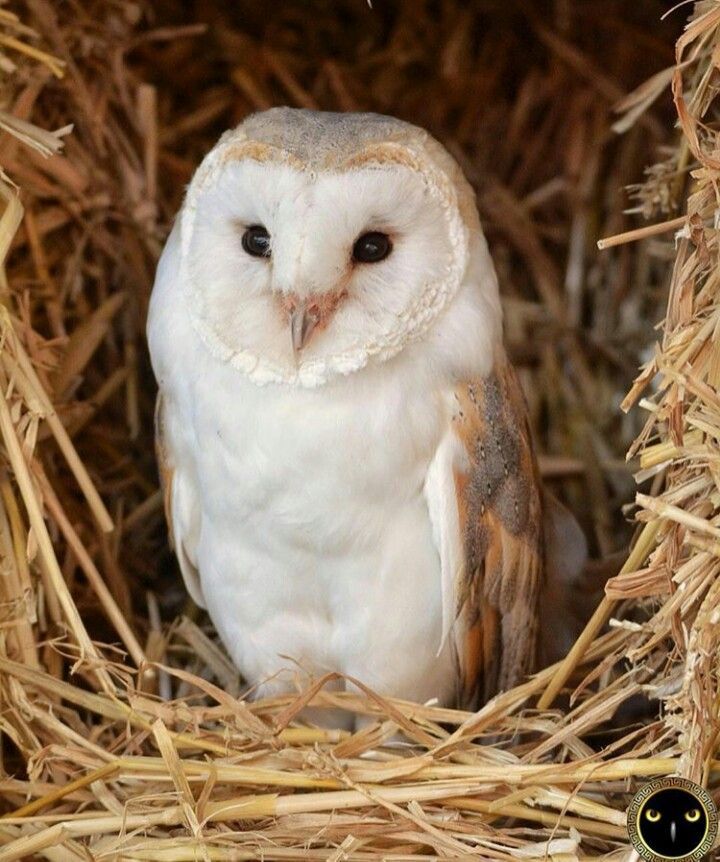 Good Owl | Scrolller