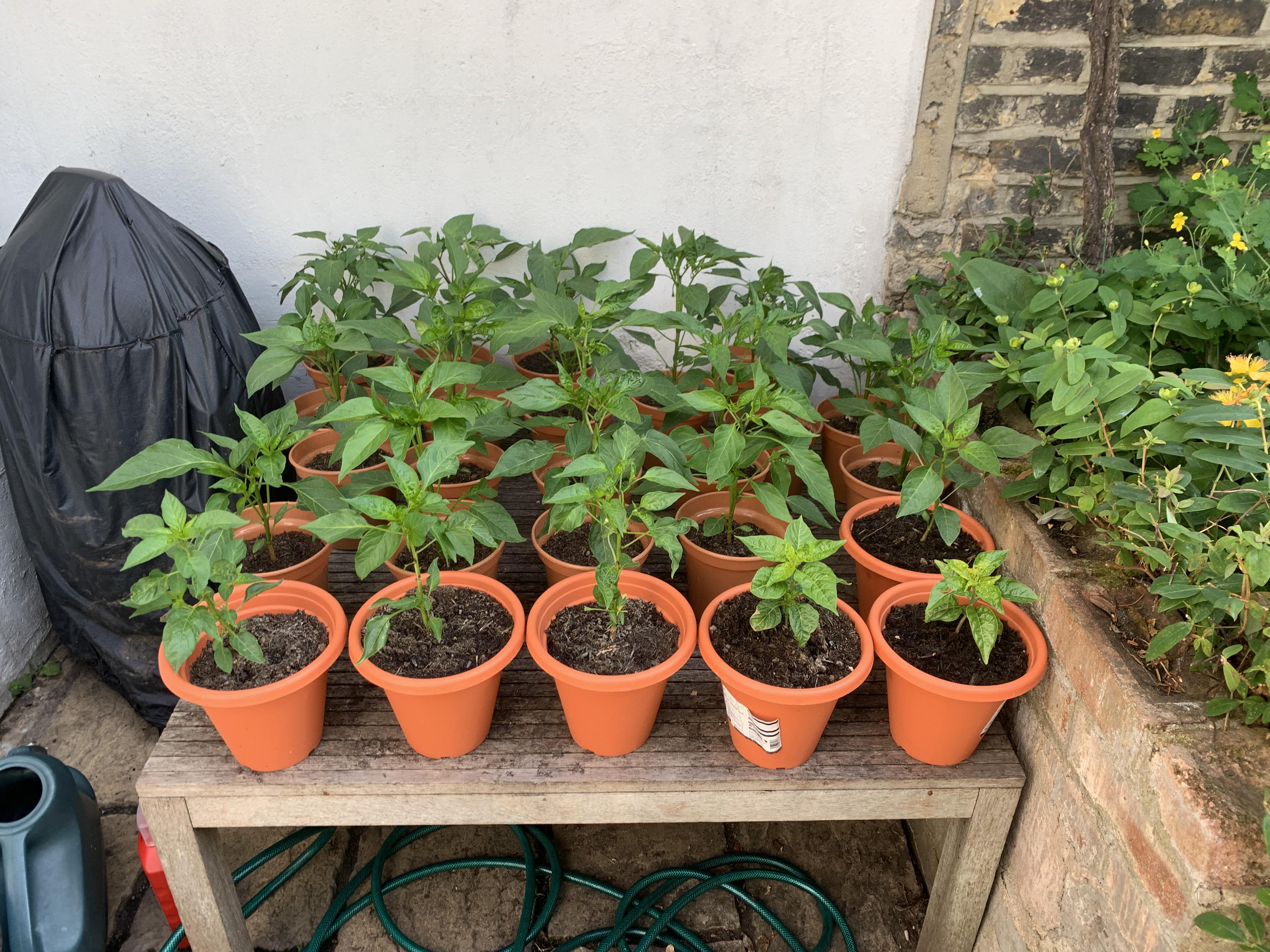 Good progress so far | Scrolller