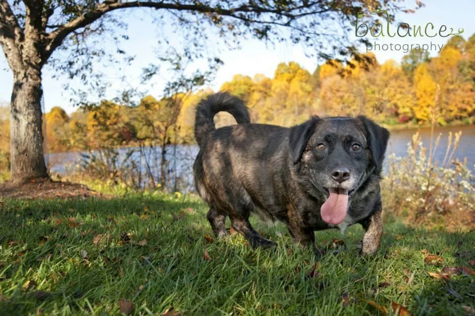 Goodbye, my big boy. Bruno, 13. | Scrolller