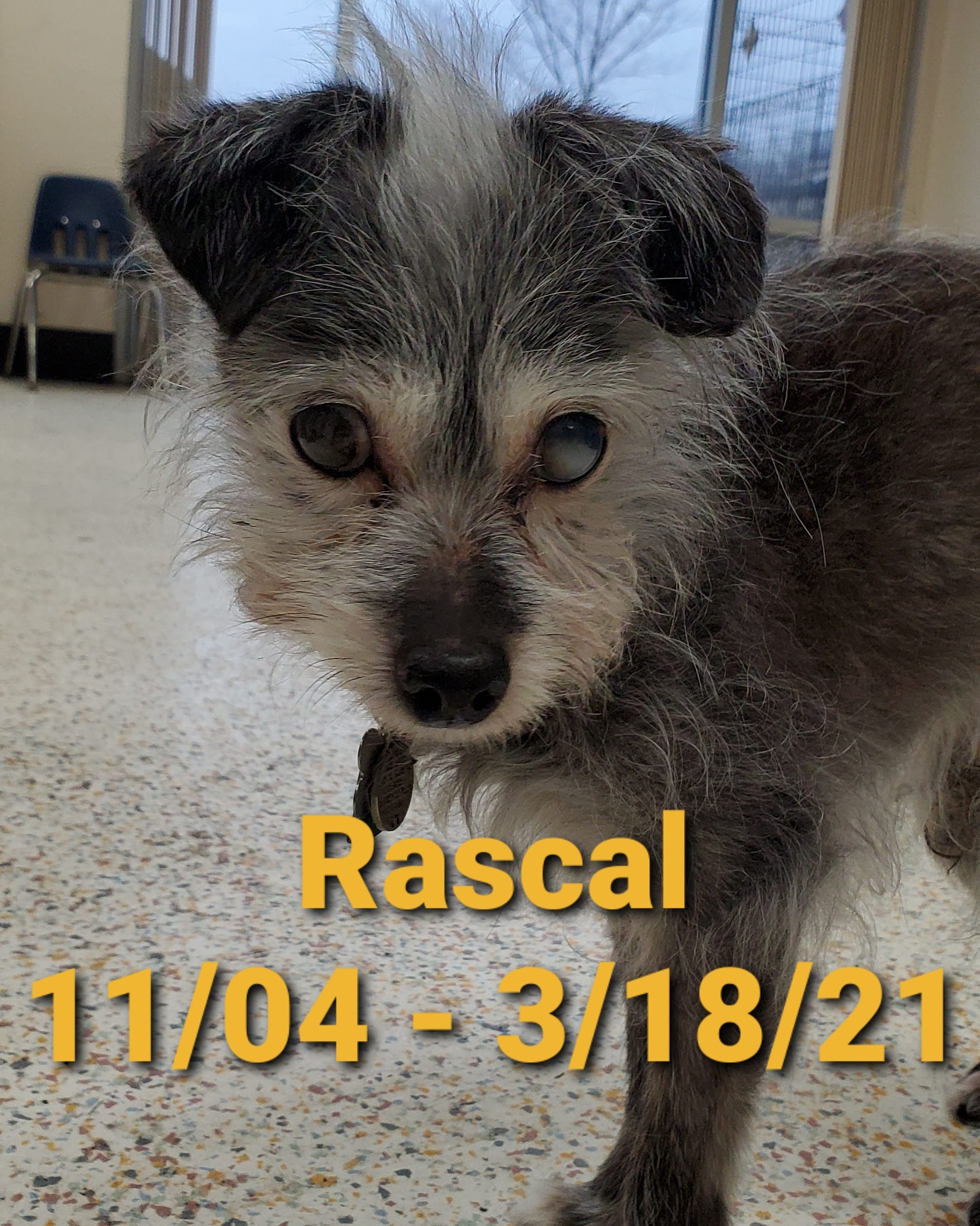 Goodbye Rascal, the 17 years you've been with us will never be ...