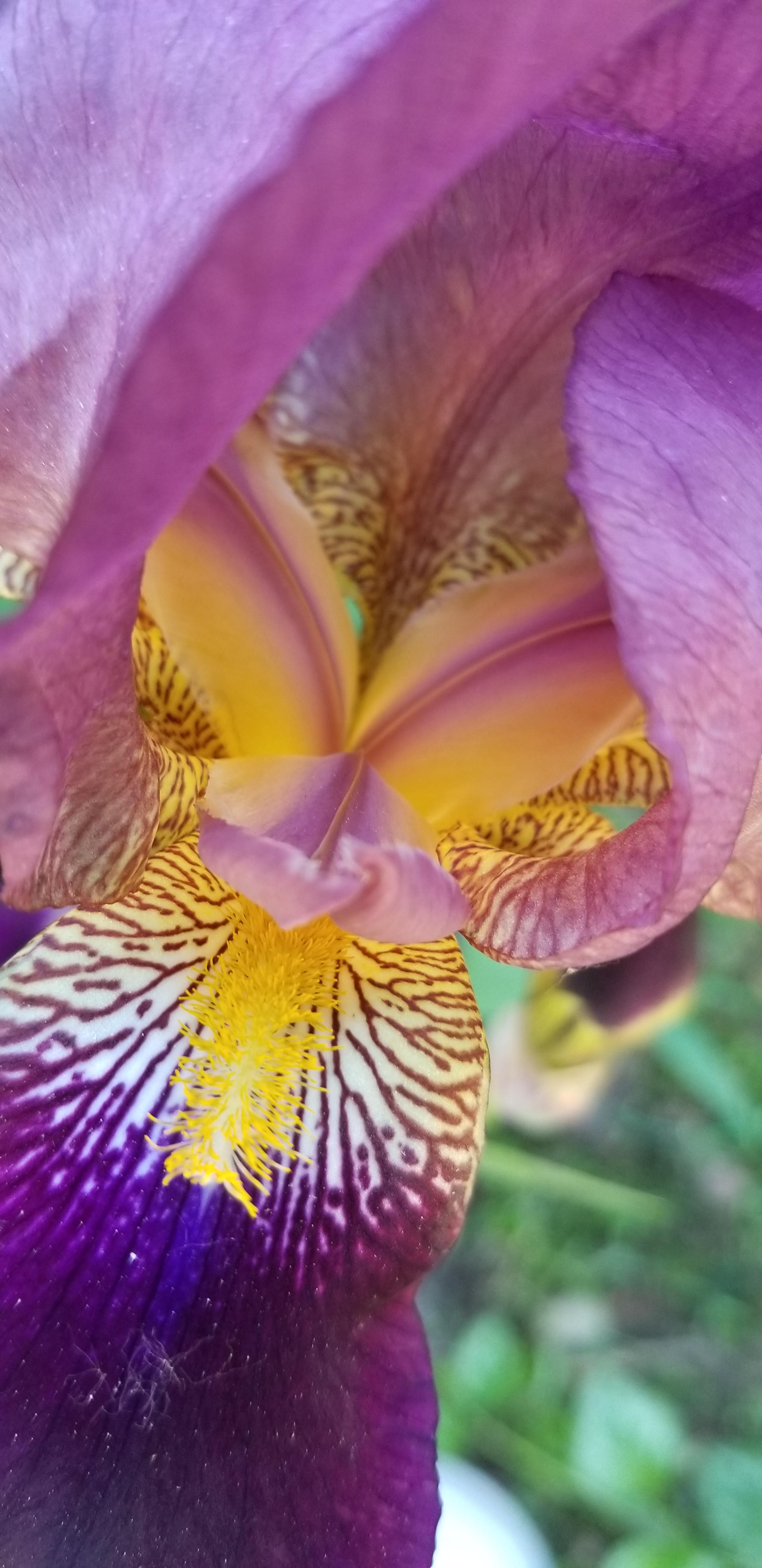 Goodmorning!!! A lovely Iris... | Scrolller