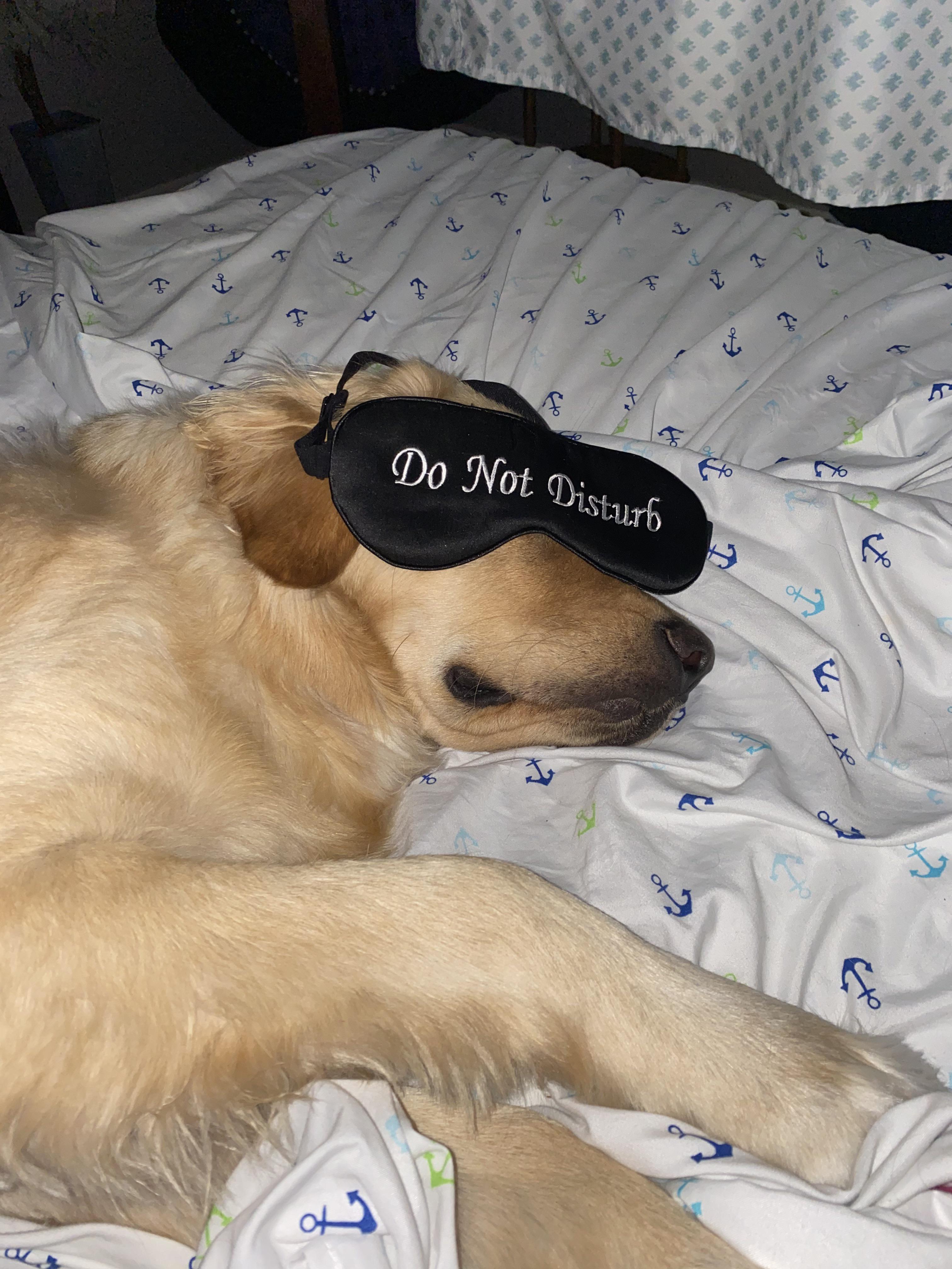 Goodnight ruff ruff | Scrolller