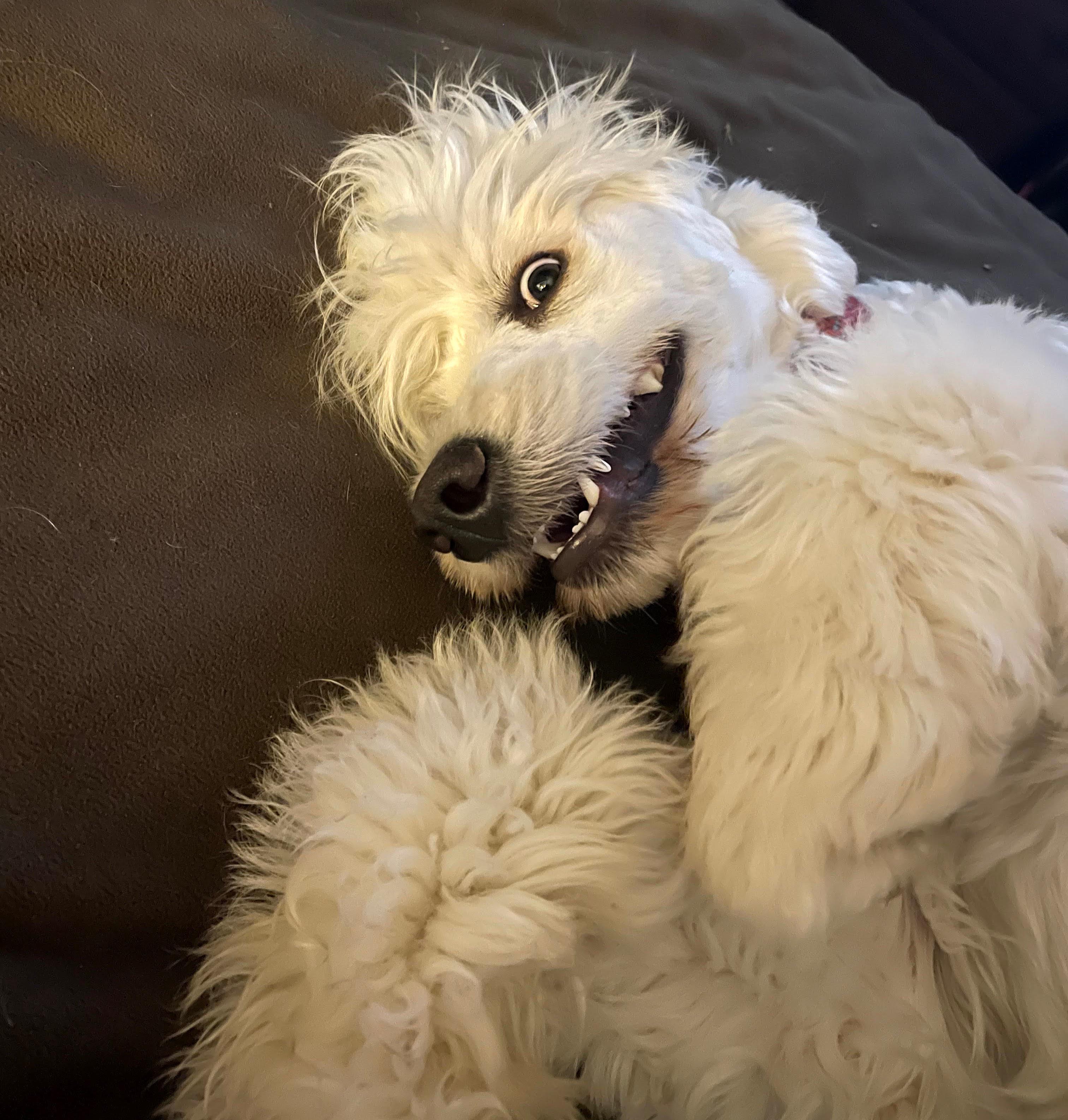 Goofball | Scrolller