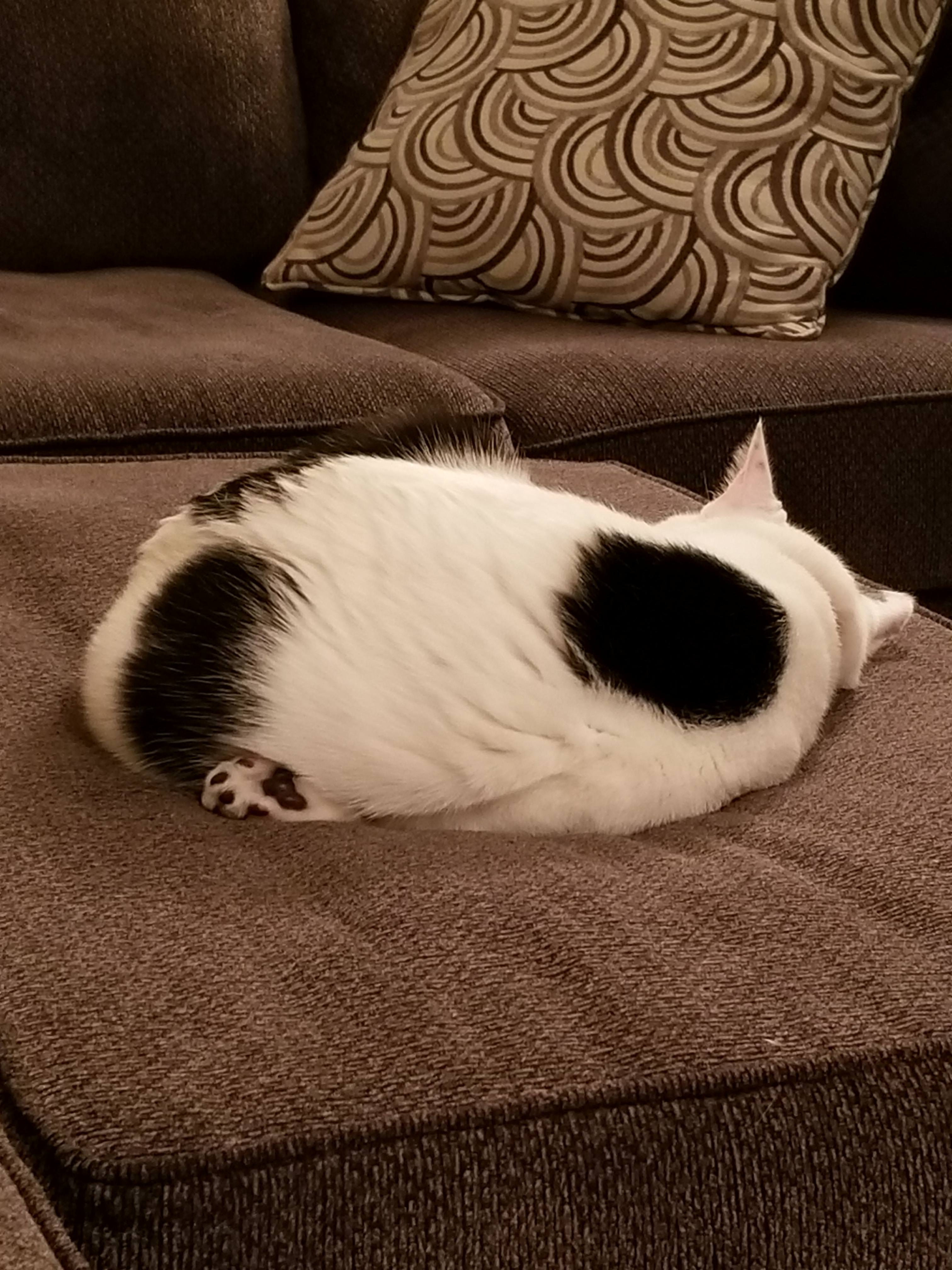 Goofball paw | Scrolller