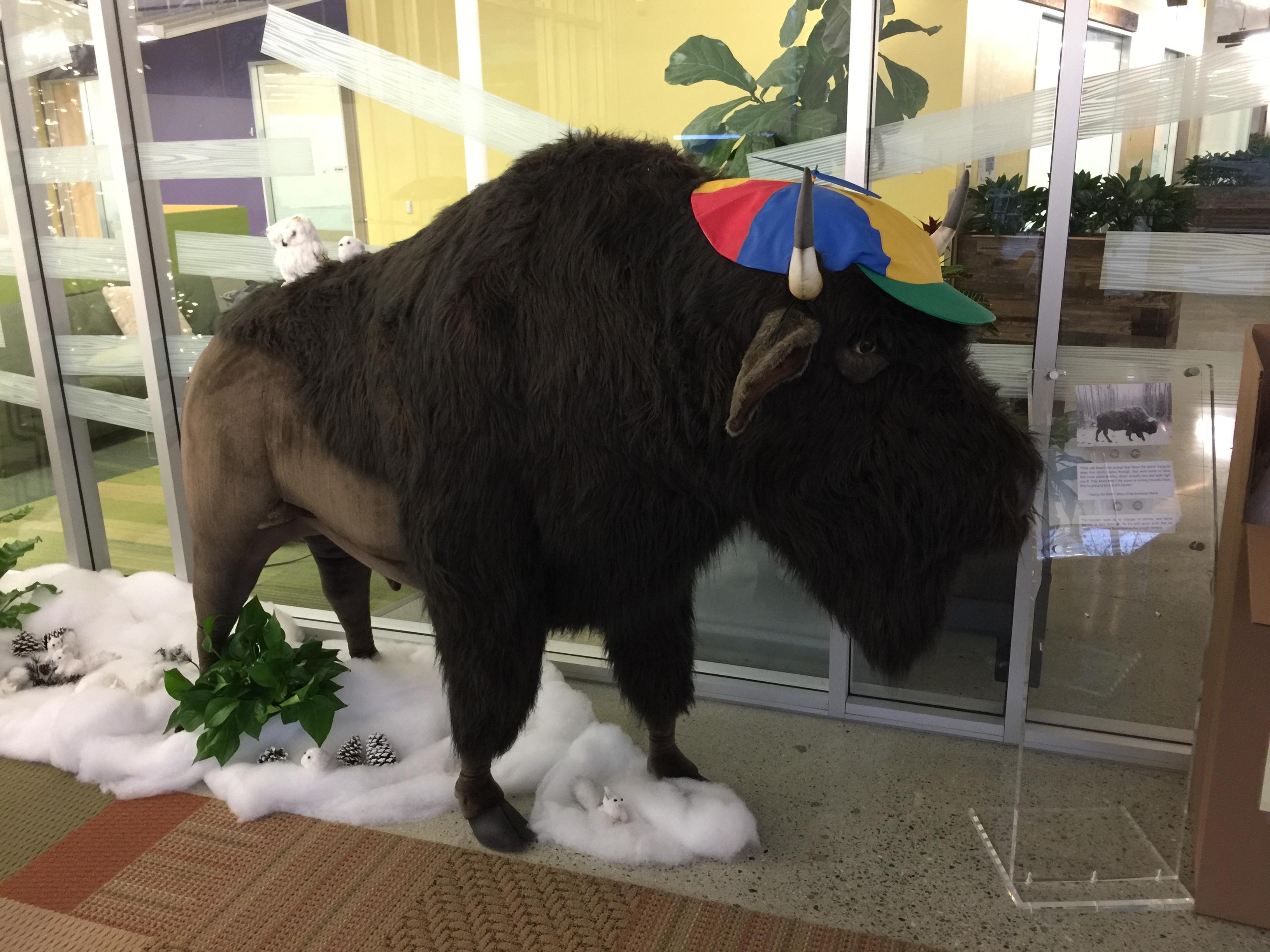 Google Bison | Scrolller