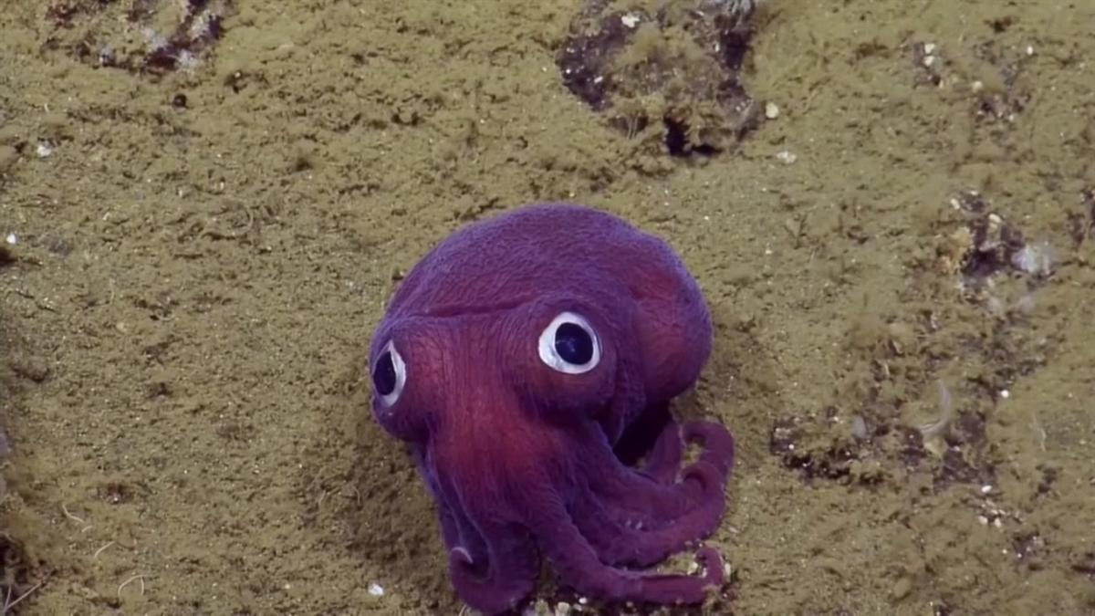 Googly-Eyed Stubby Squid seen off Big Sur at almost 3,000 feet/900 meters | Scrolller
