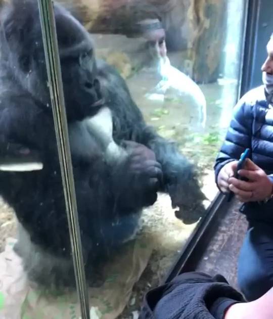 Gorilla with high standards | Scrolller