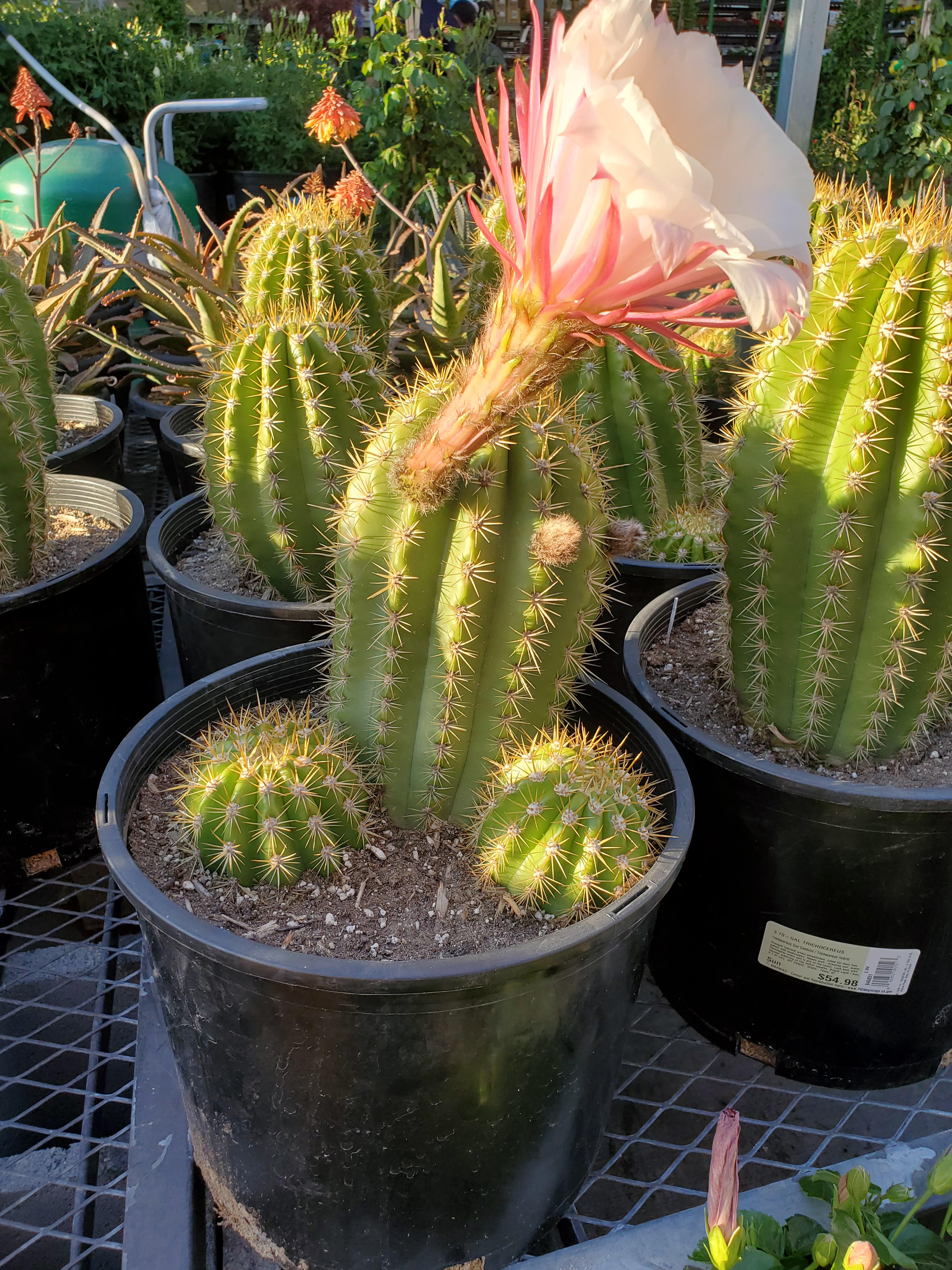 Got a new house plant | Scrolller