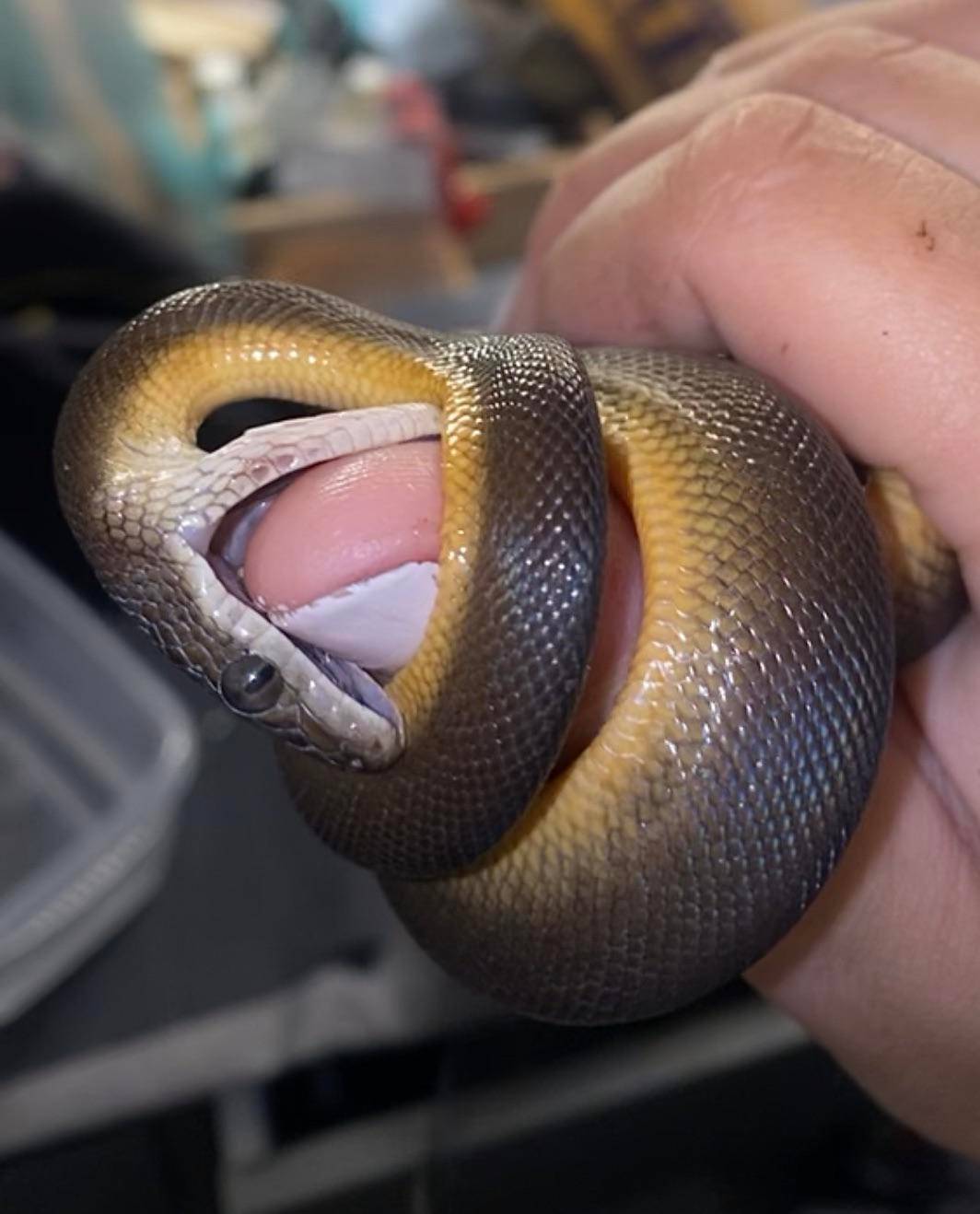 Gotta love water pythons | Scrolller