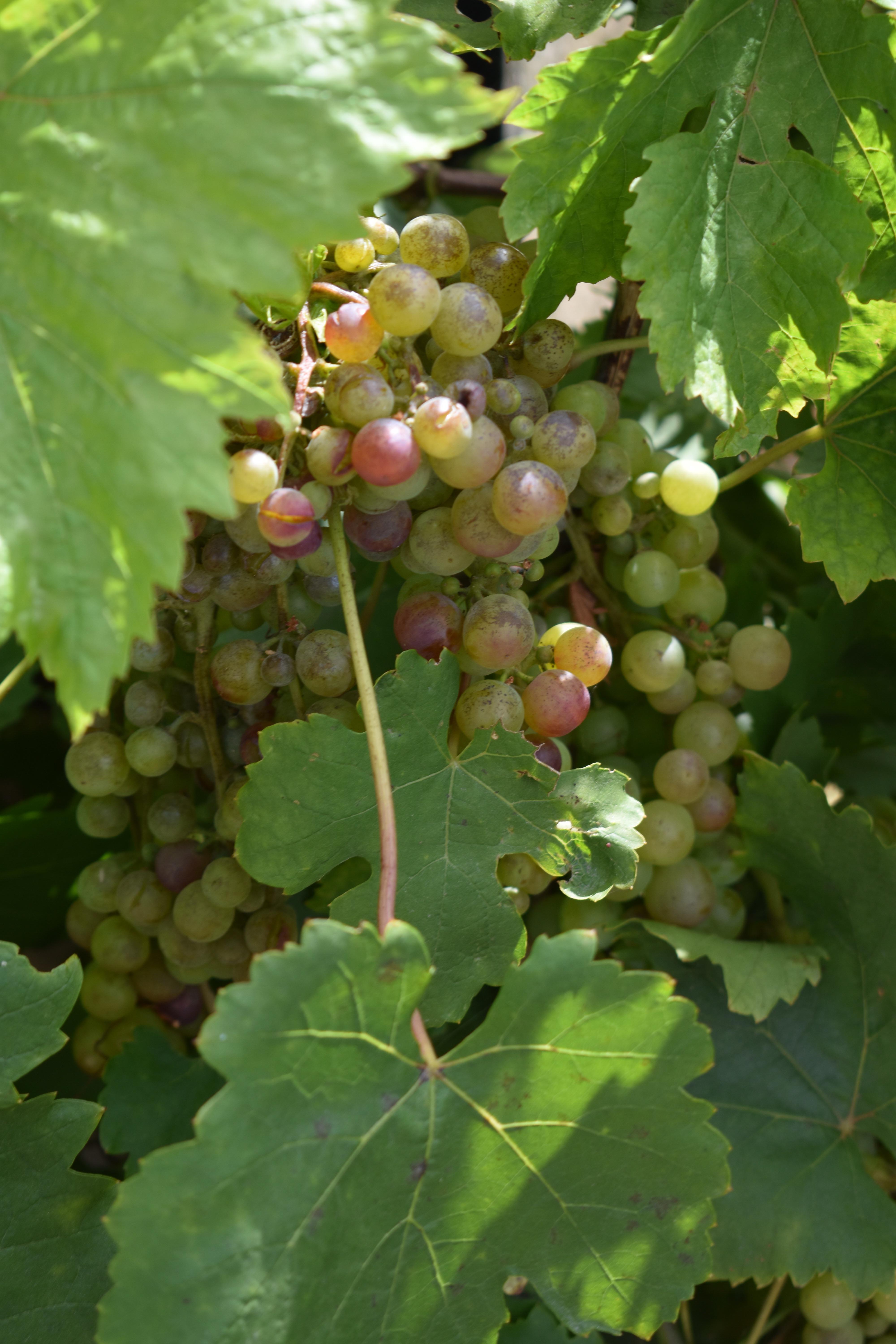 Grape garden | Scrolller