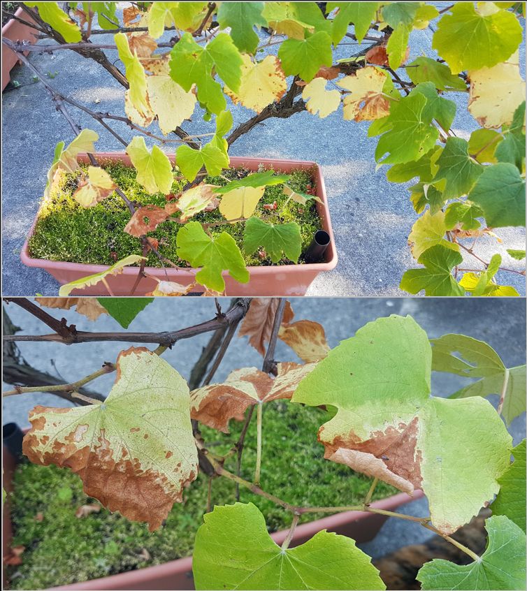 Grape vine leaves turning yellow | Scrolller