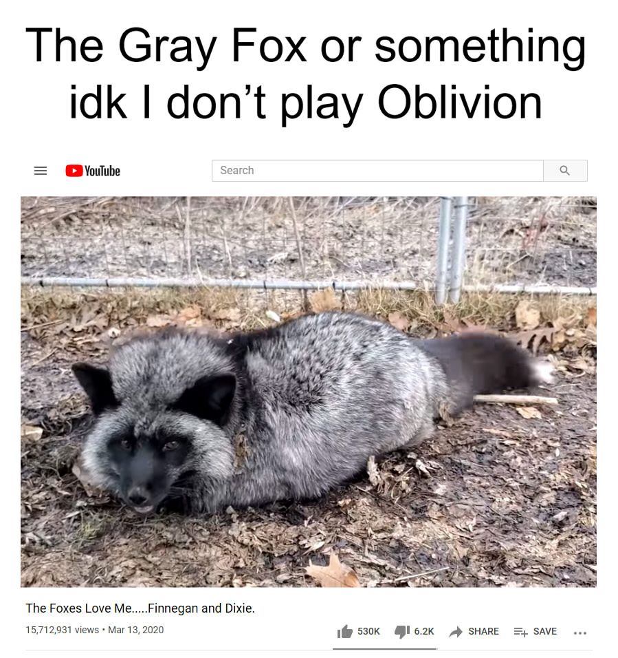 Gray Fox | Scrolller