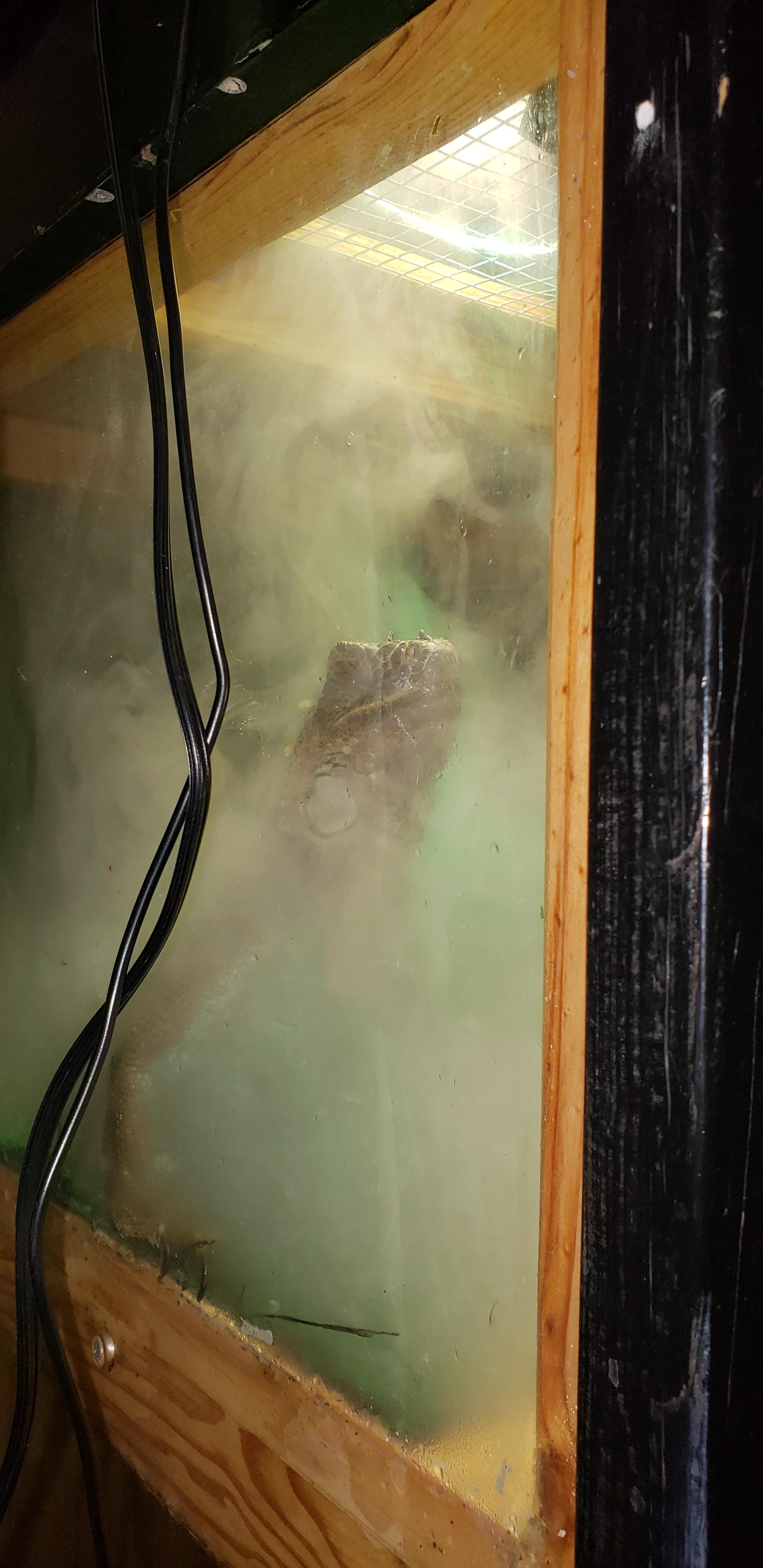 Green Bastards hand me down enclosure! | Scrolller