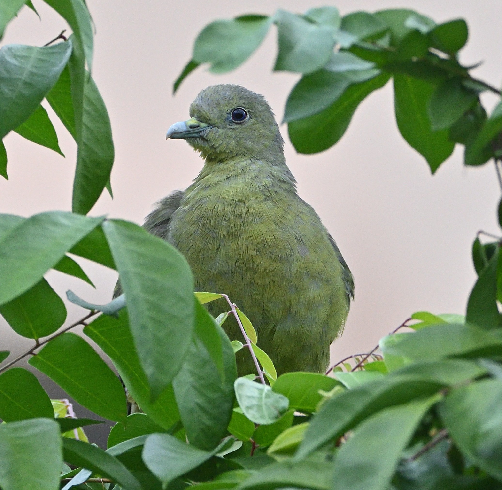 Green borb. | Scrolller