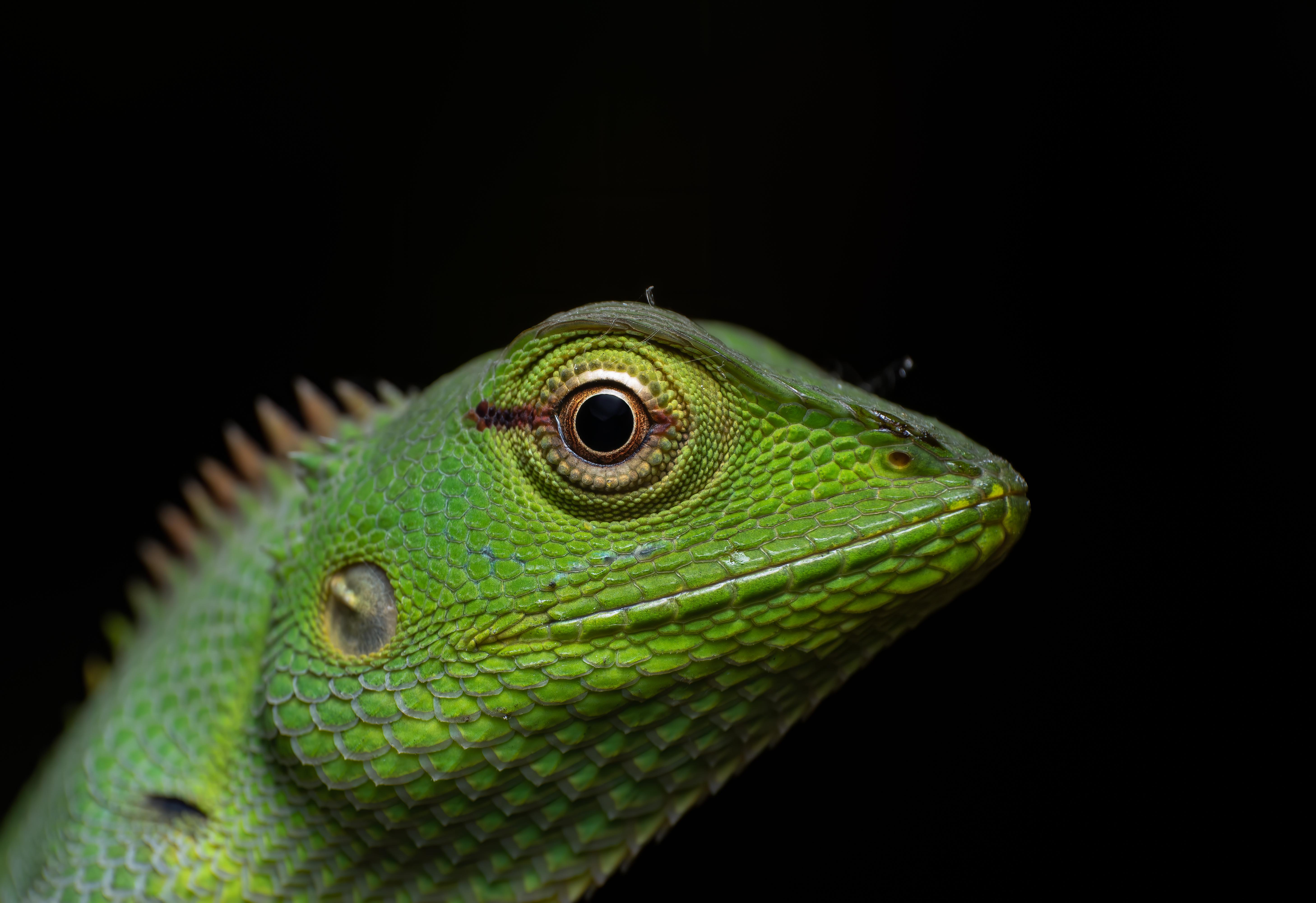 Green garden lizard macro | Scrolller
