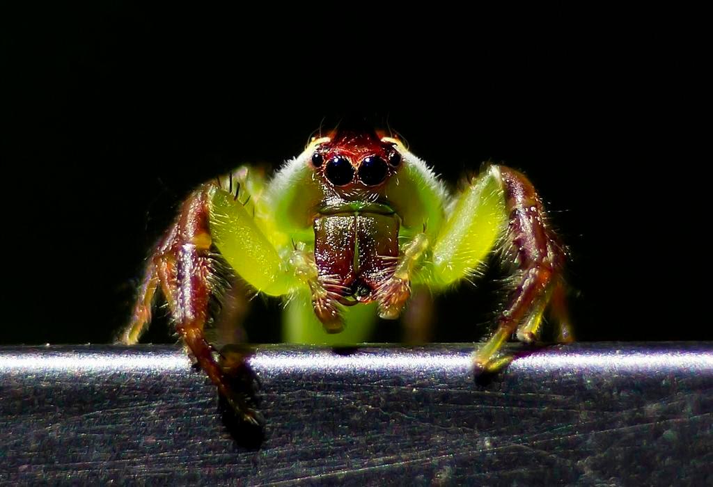 Green Jumping Spider (3mm long) | Scrolller