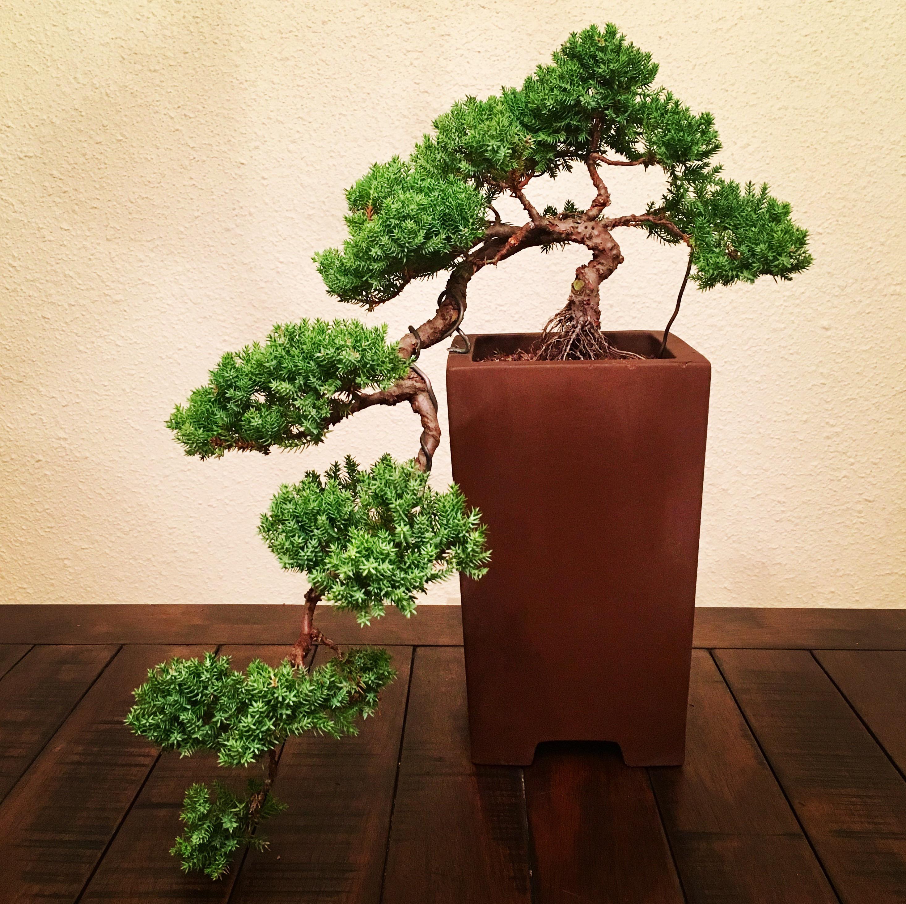 Green mound juniper cascade I grew from a sapling. Getting there slowly! | Scrolller