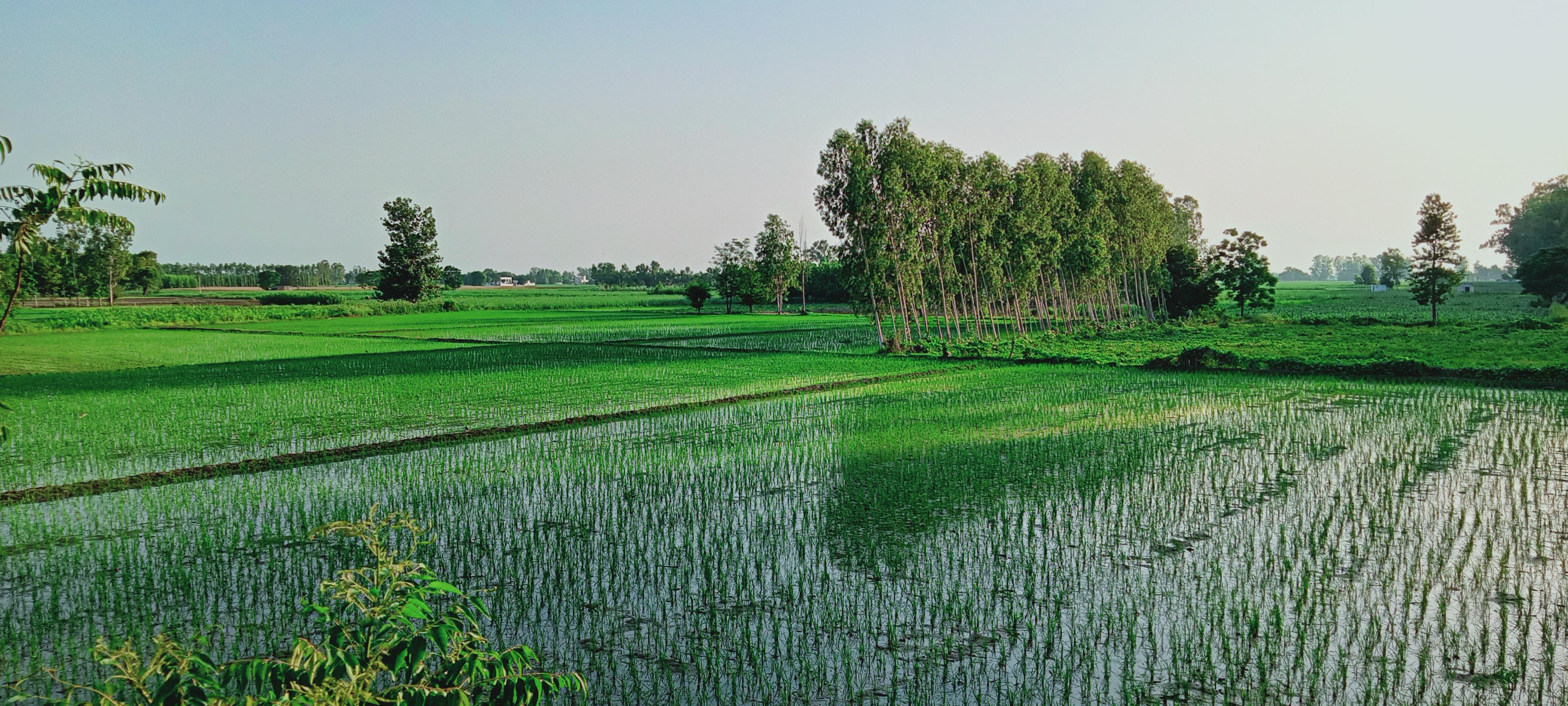 GREENERY. [1280x720] | Scrolller