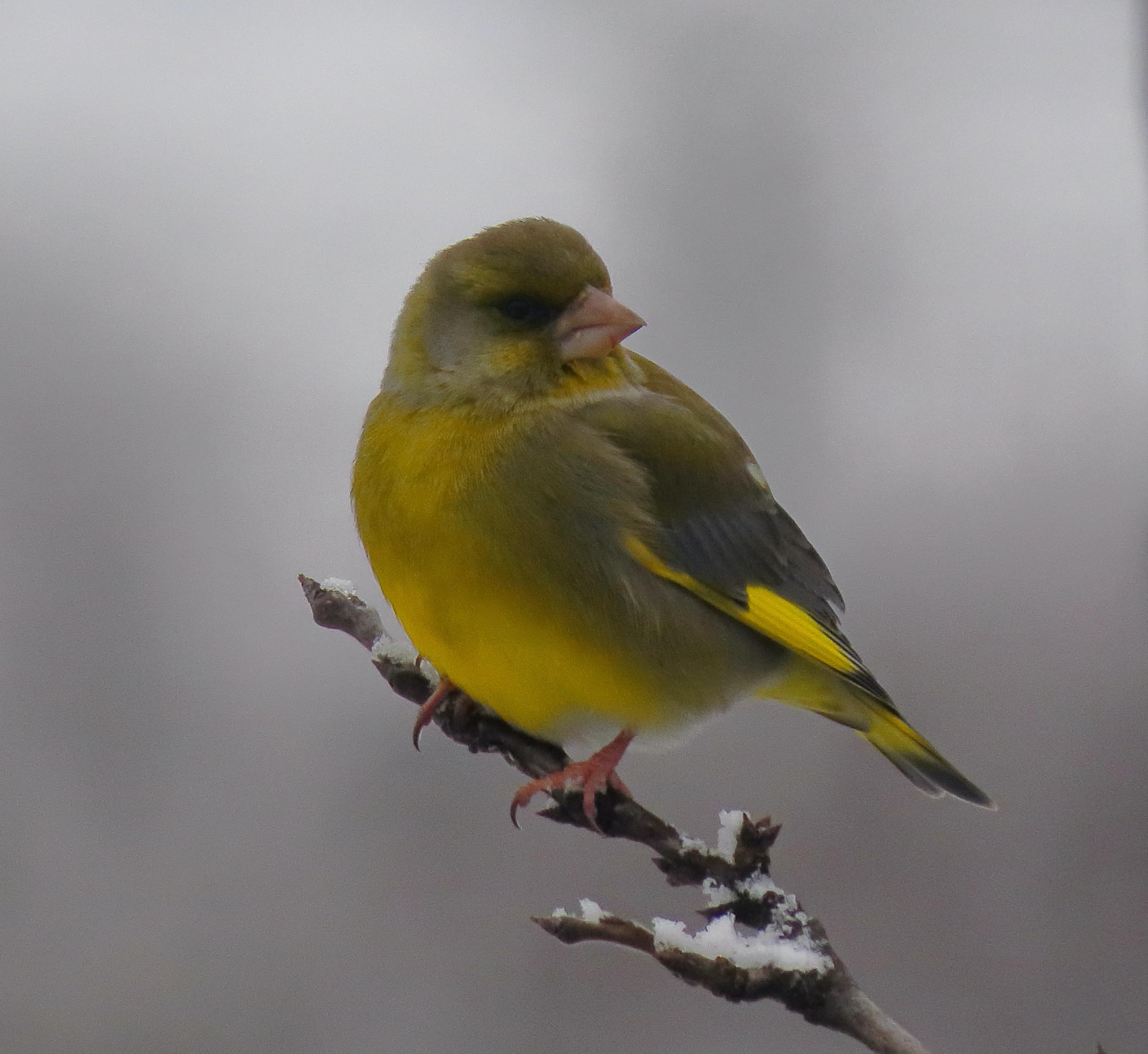Greenfinch on a snowy branch | Scrolller
