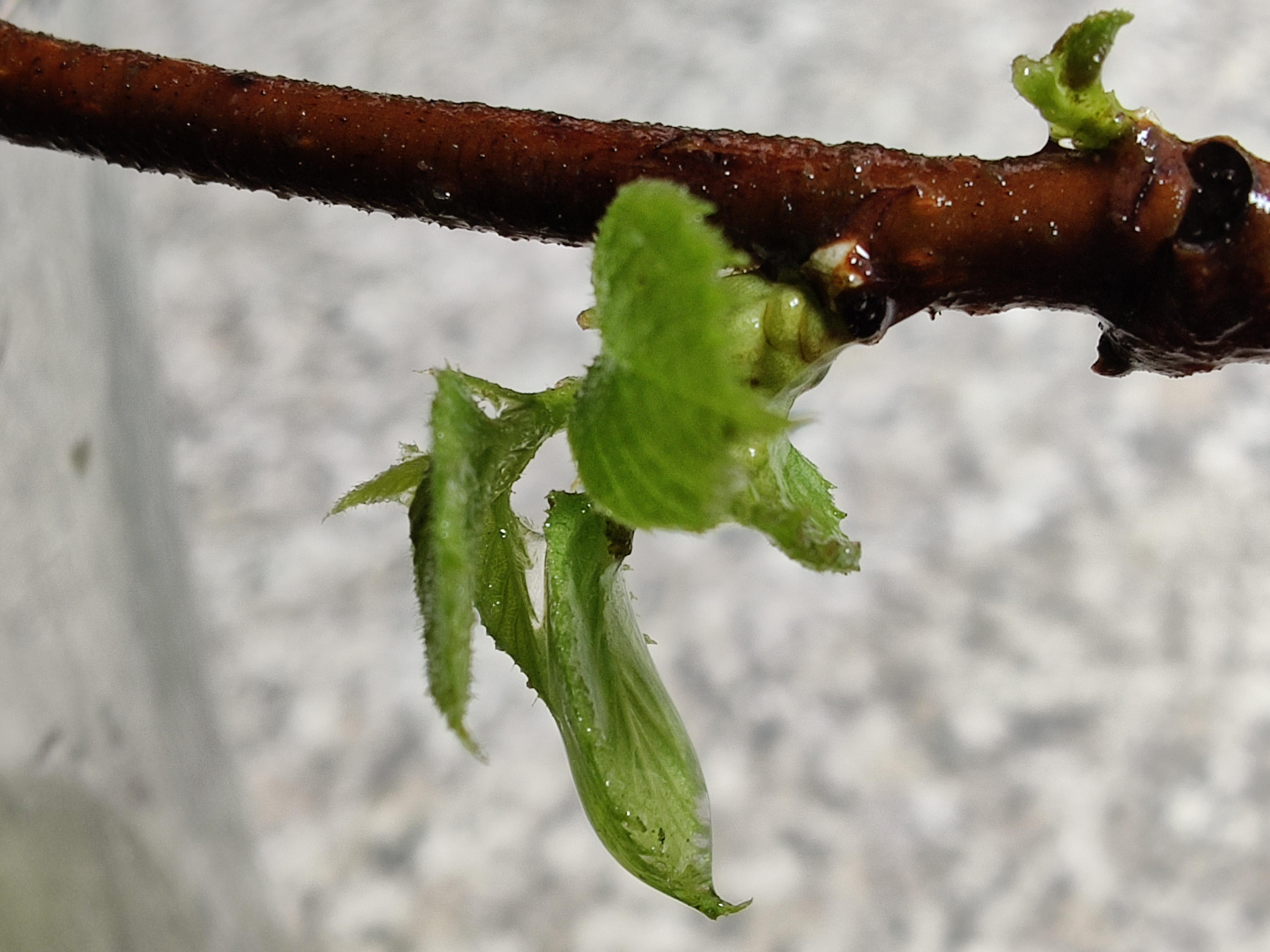 Greetings tree people! | Scrolller