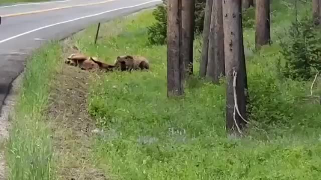 Grizzly Bear mauling an Elk | Scrolller