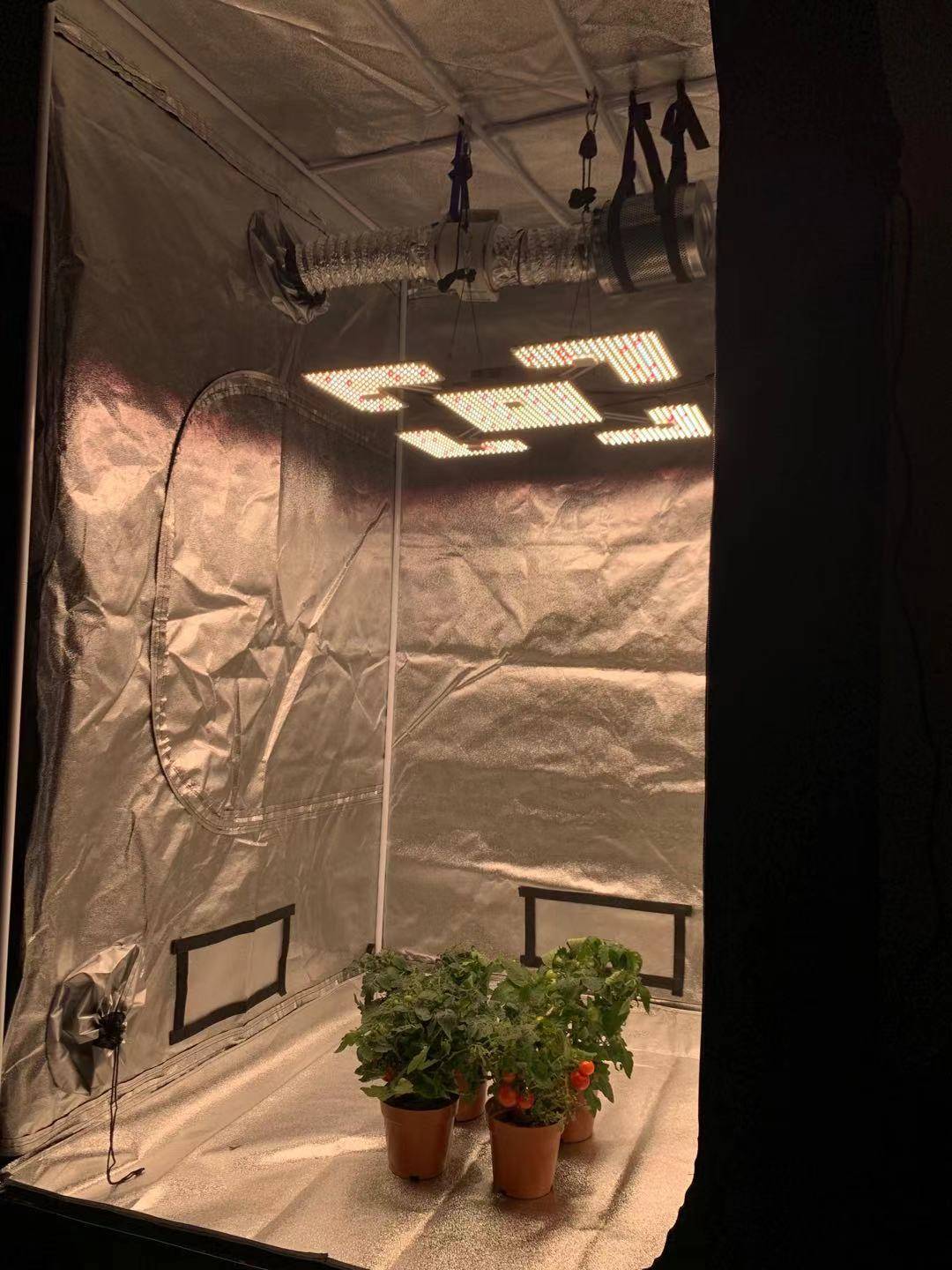Growing tomato with MB-300Octopus...See how bright the grow light is...Wondering how many ...