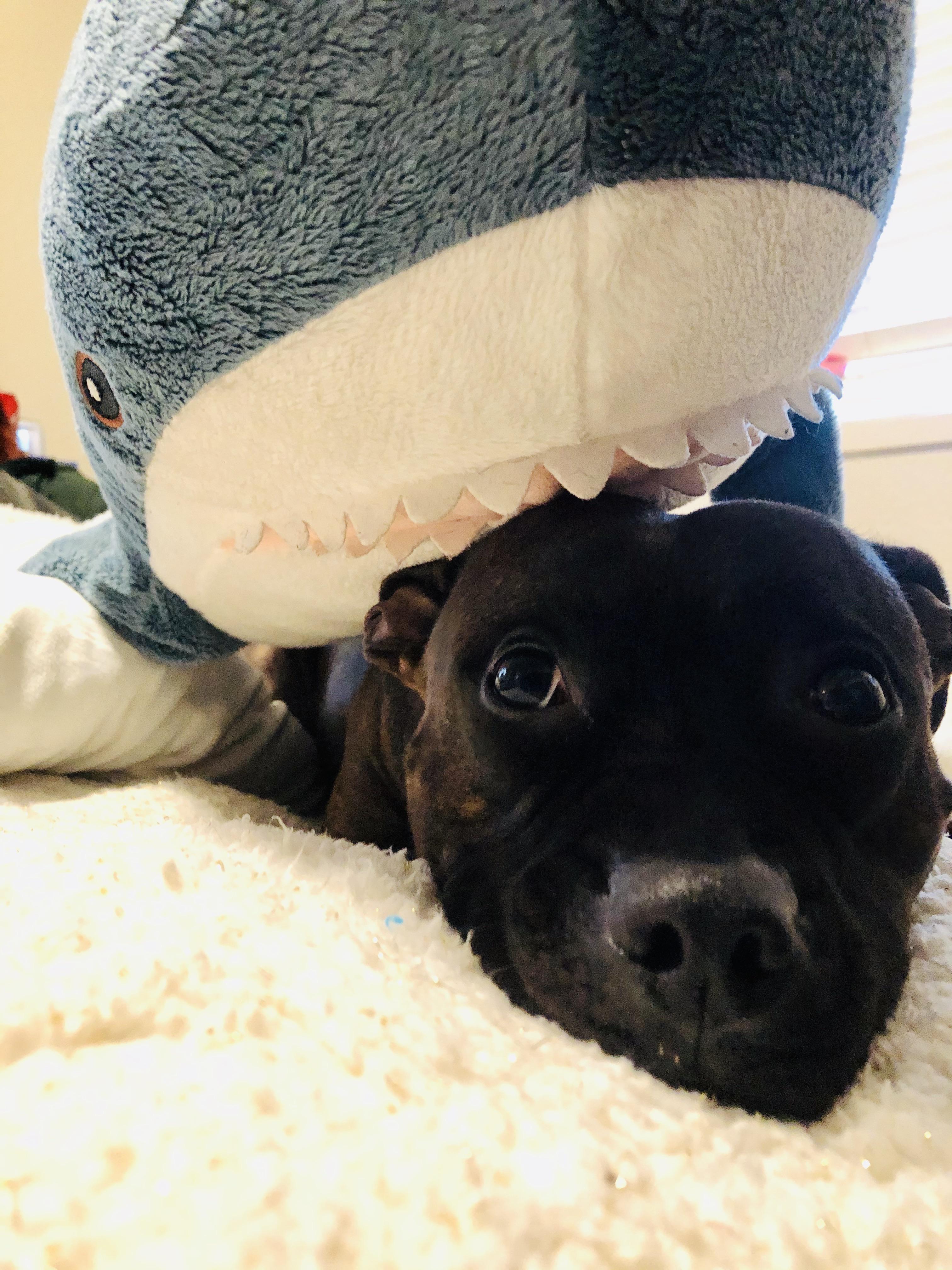 Gruesome shark attack! | Scrolller