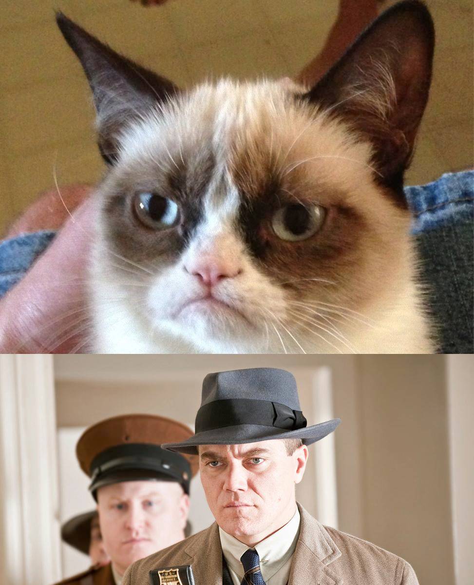 Grumpy Cat - Prohibition Officer? | Scrolller