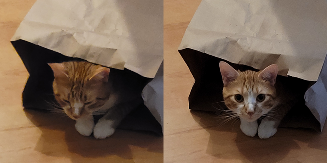 Guess the cat's back in the bag | Scrolller