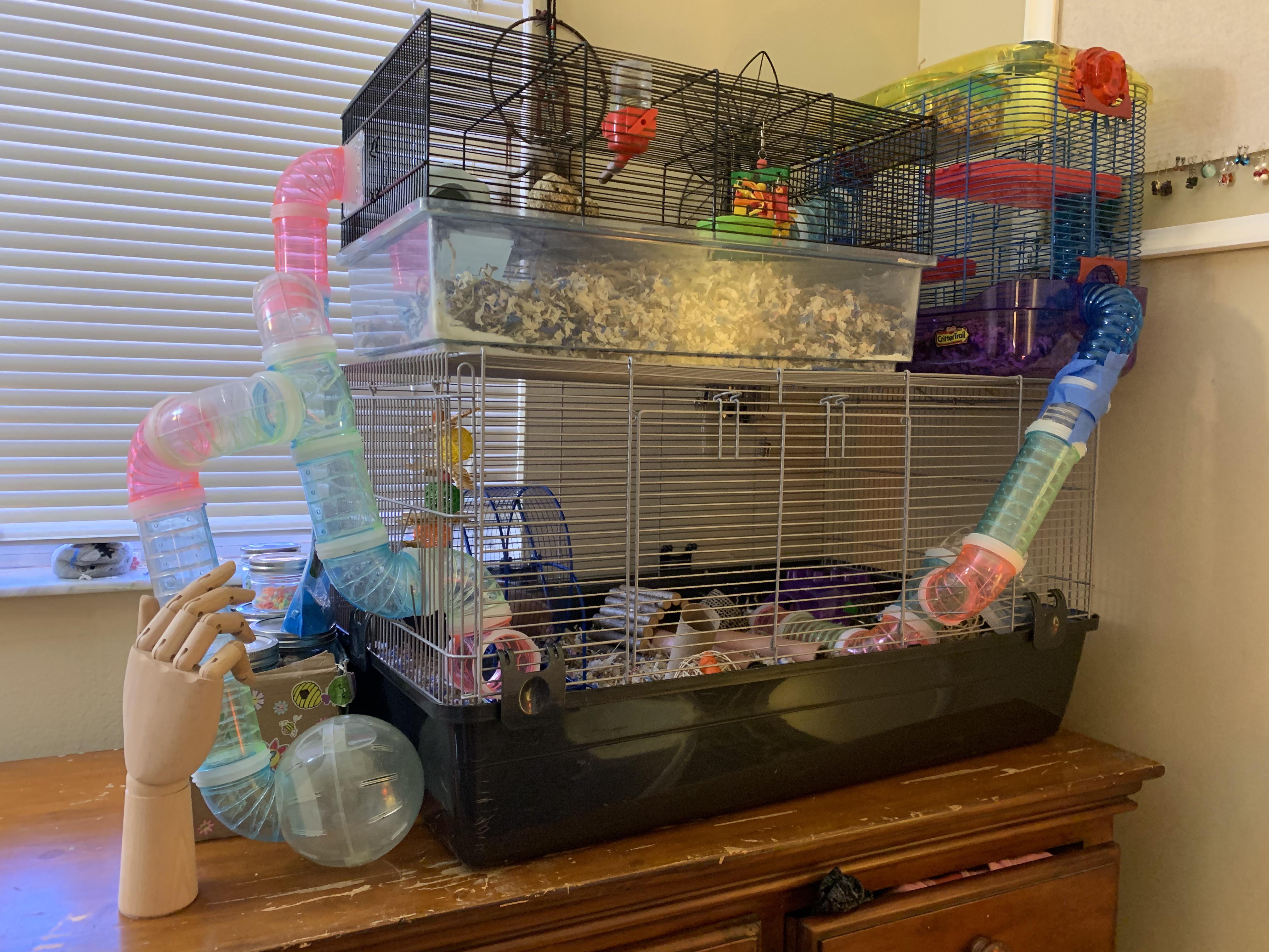 Gus in the new setup! | Scrolller