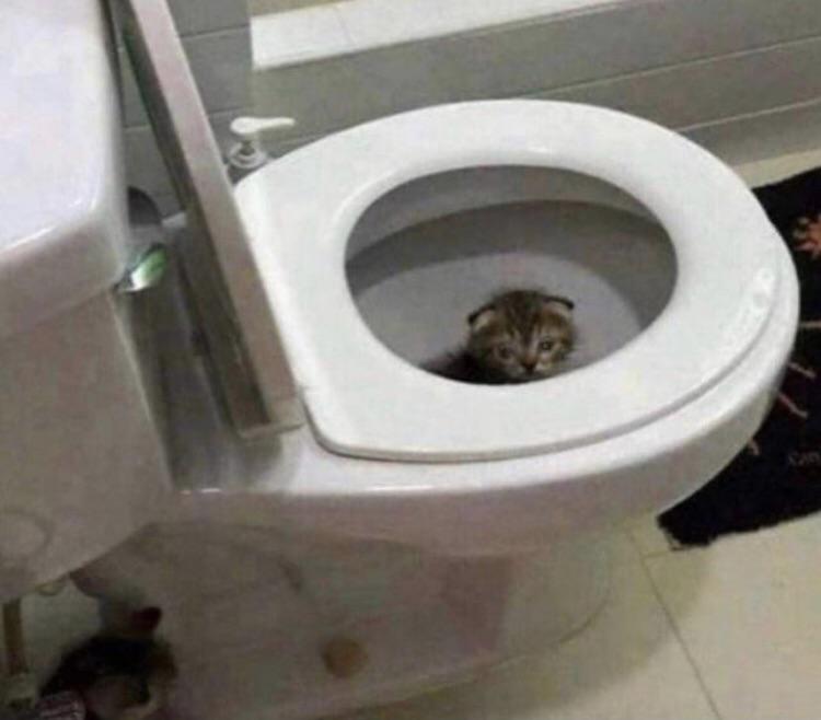 Guys don’t flush | Scrolller