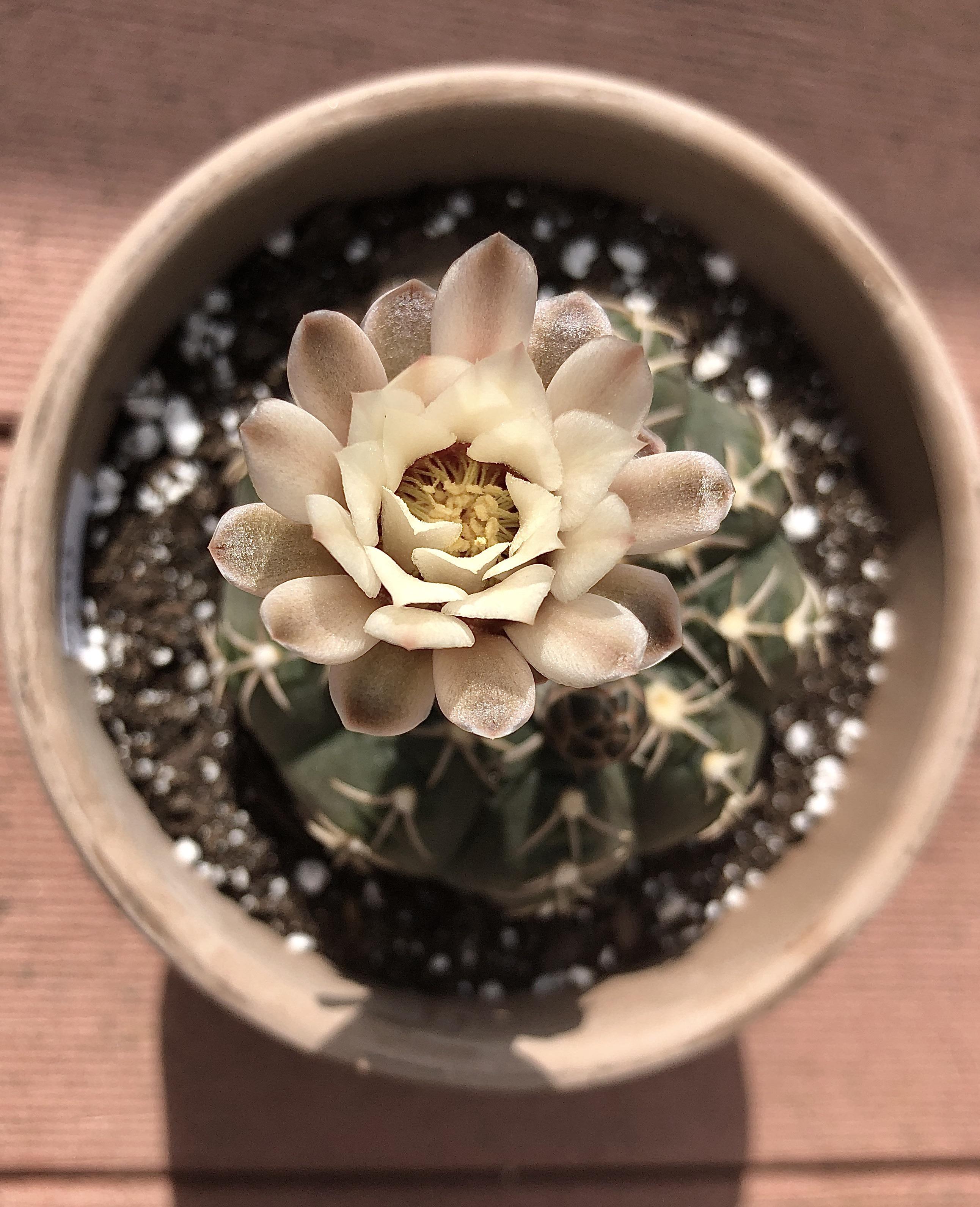 Gymnocalycium triacanthum bloom | Scrolller