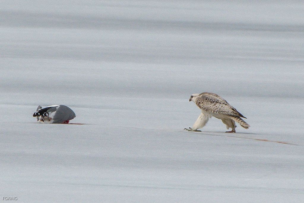 Gyrfalcon walking towards a gull that it killed in midair | Scrolller