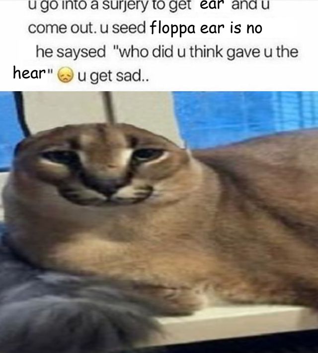 halal floppa???????????????? | Scrolller