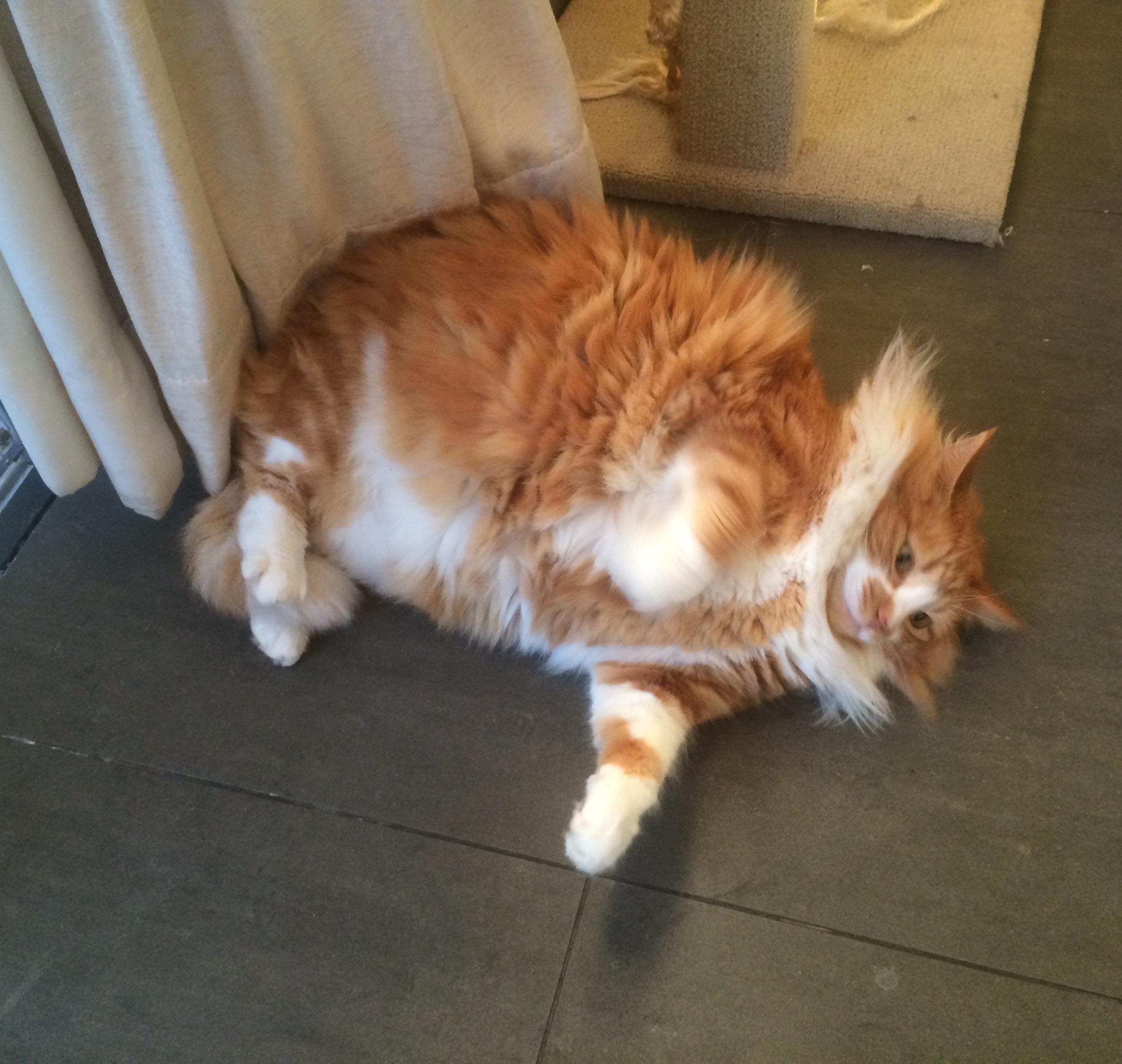 Half floof half oh lawd | Scrolller