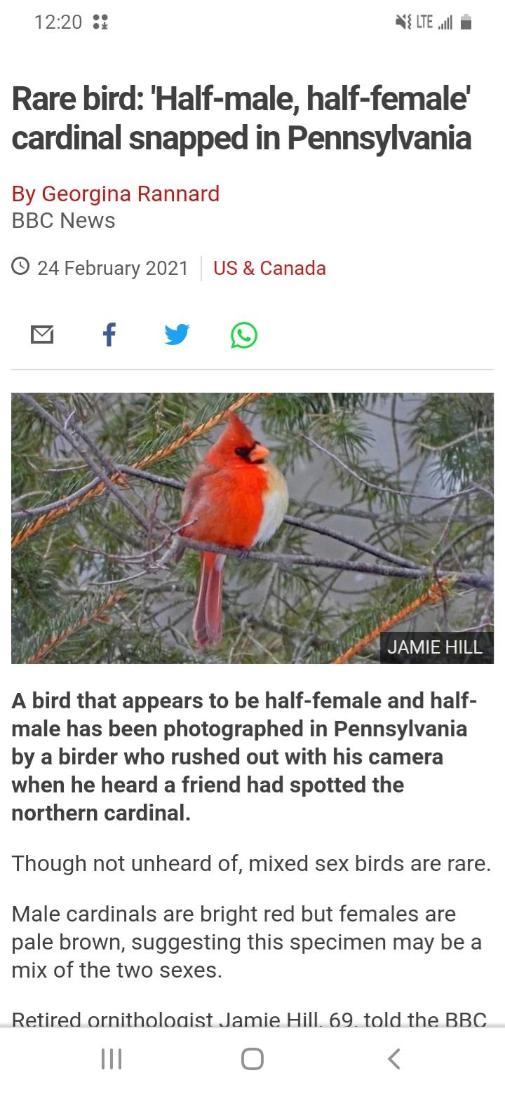 Half-male, half-female bird | Scrolller