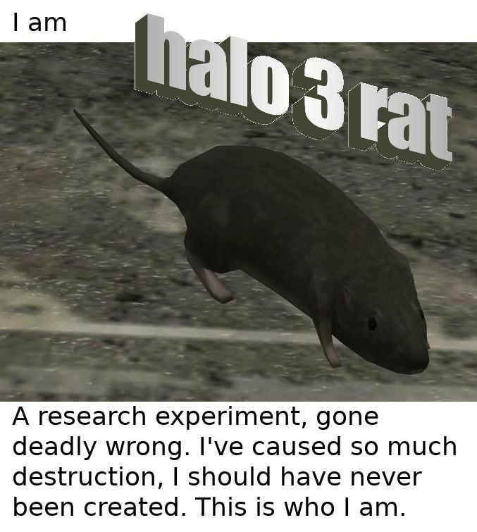 Halo 3 rat | Scrolller