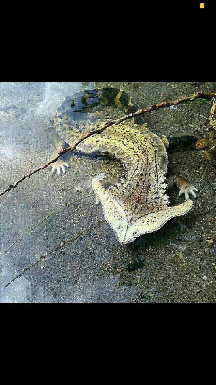 Hammerhead salamander | Scrolller