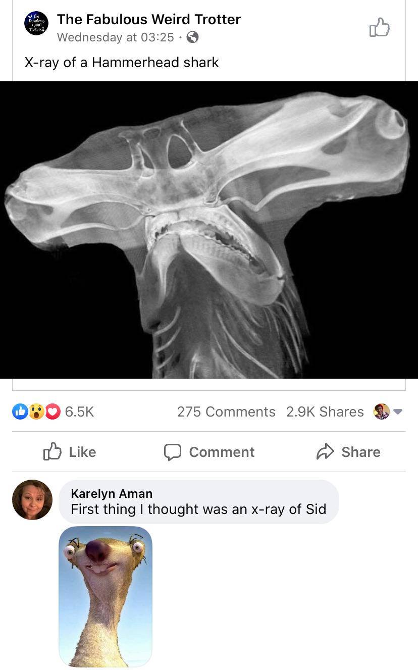 Hammerhead shark or Sid from Ice Age 😂 | Scrolller