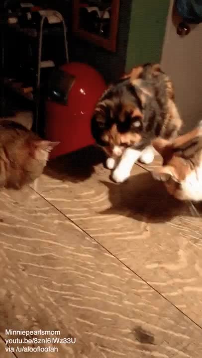 Hands in. Go Cats! | Scrolller