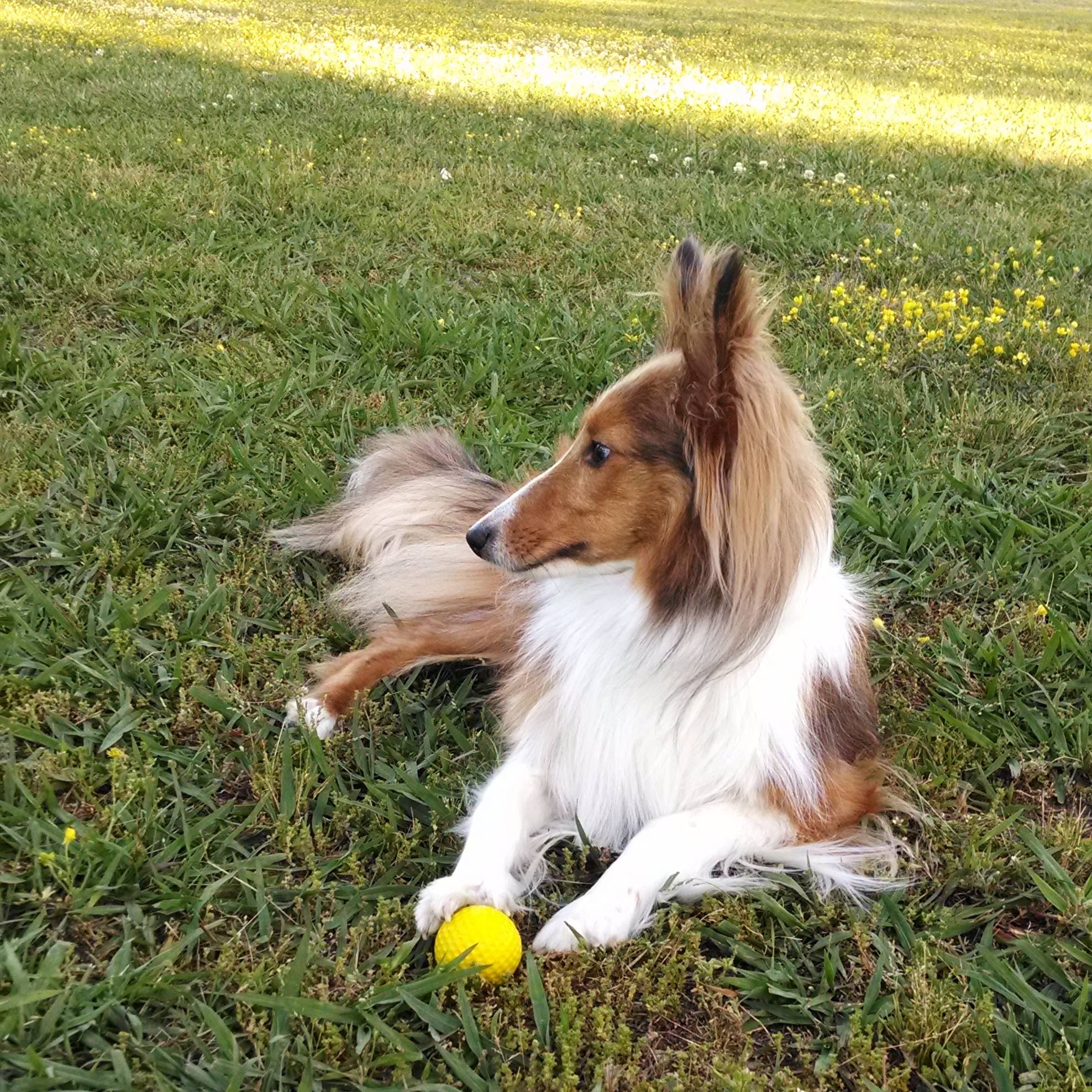 Handsome Elwood | Scrolller