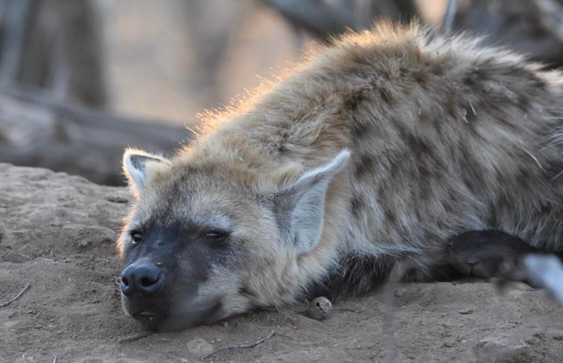 Handsome juvenile hyena | Scrolller