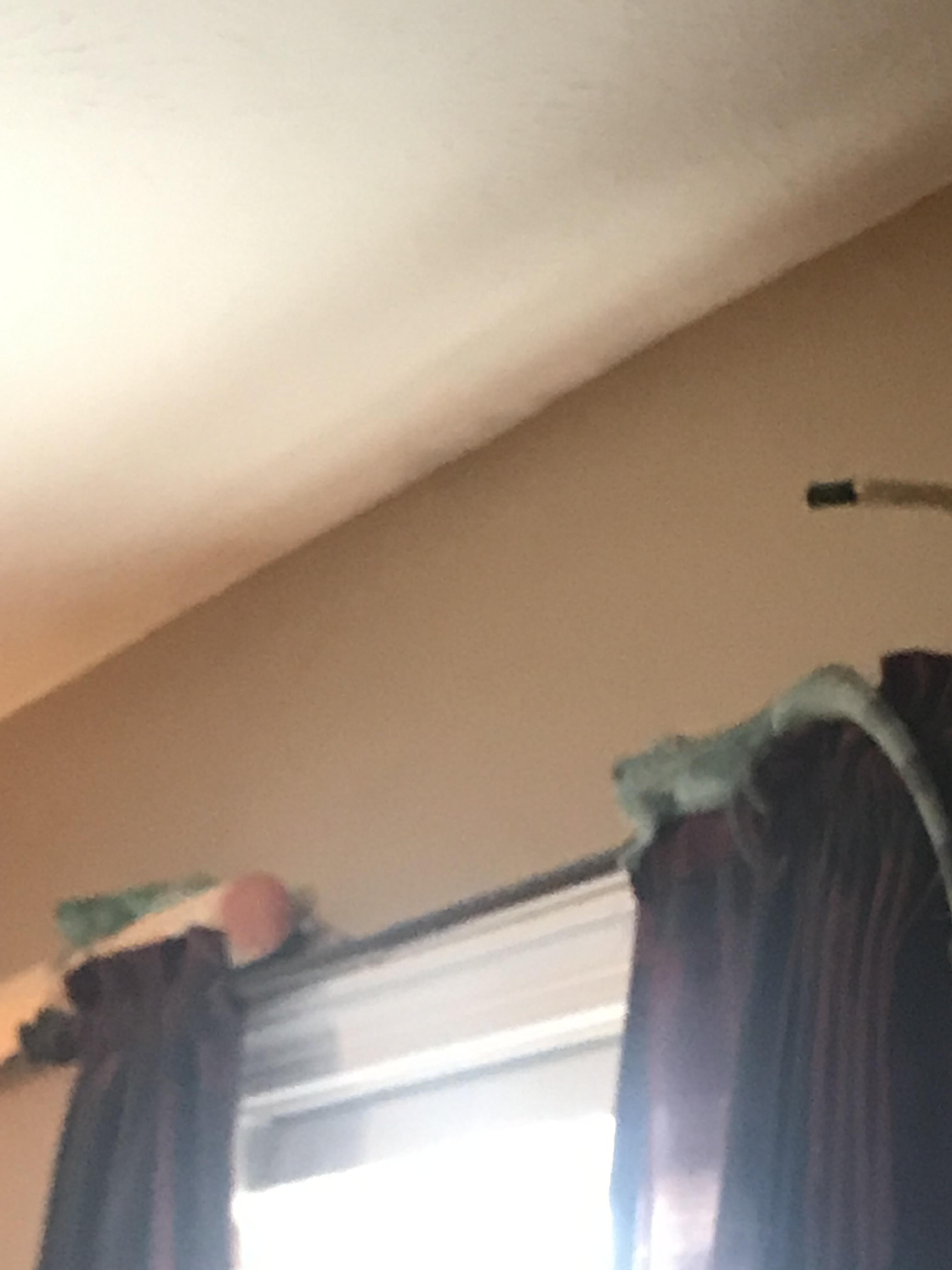 Hanging out on the curtain | Scrolller