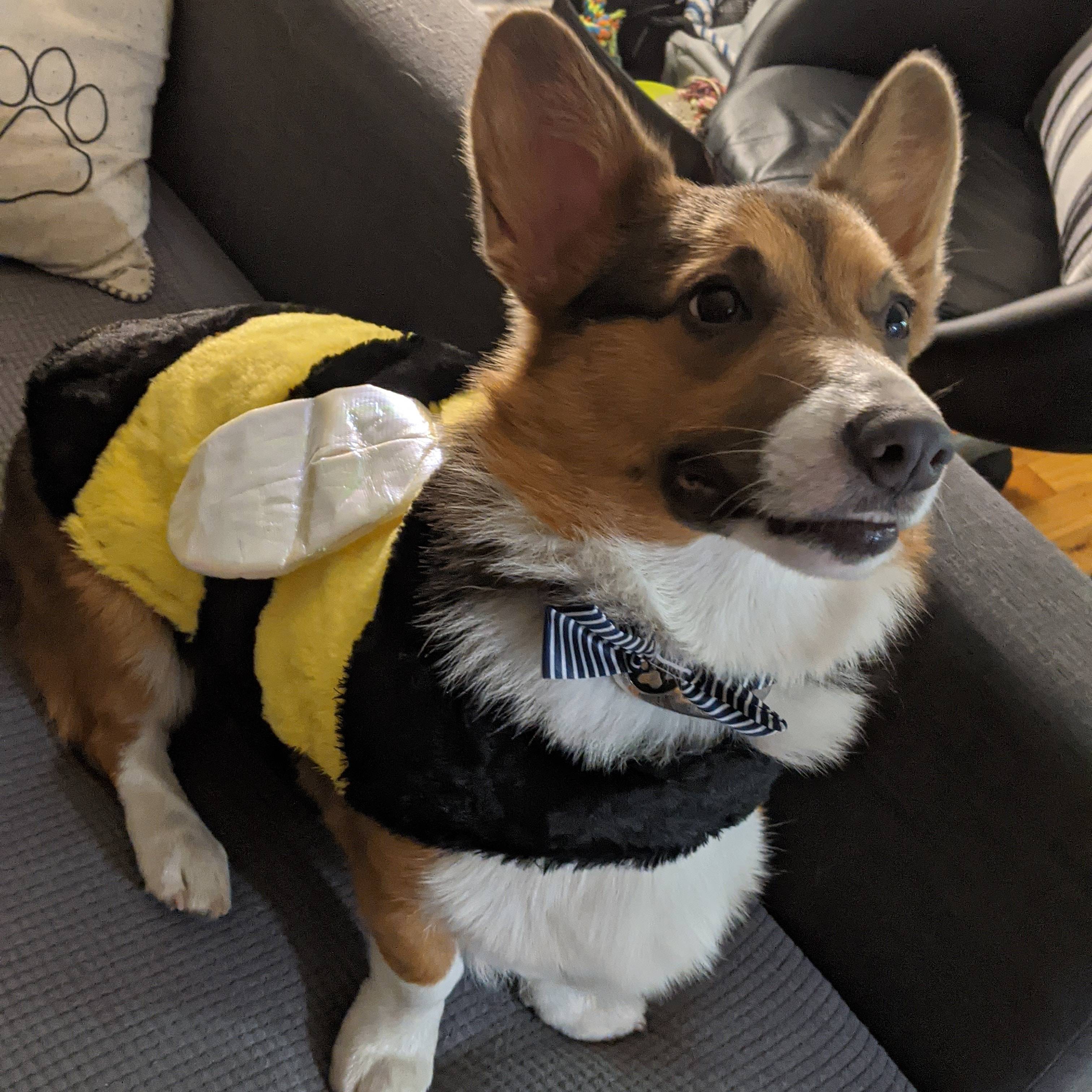 Hap-bee Howloween from Sir Lancelot | Scrolller