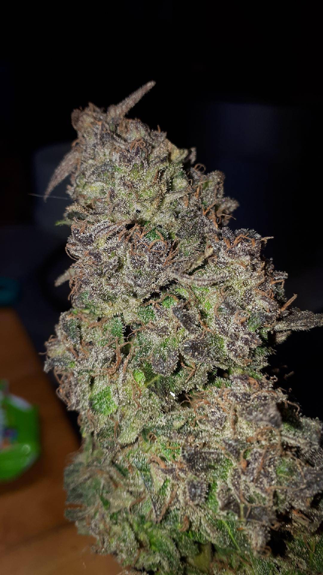 Happy 420 to all in r/outdoorgrowing!!!!! | Scrolller