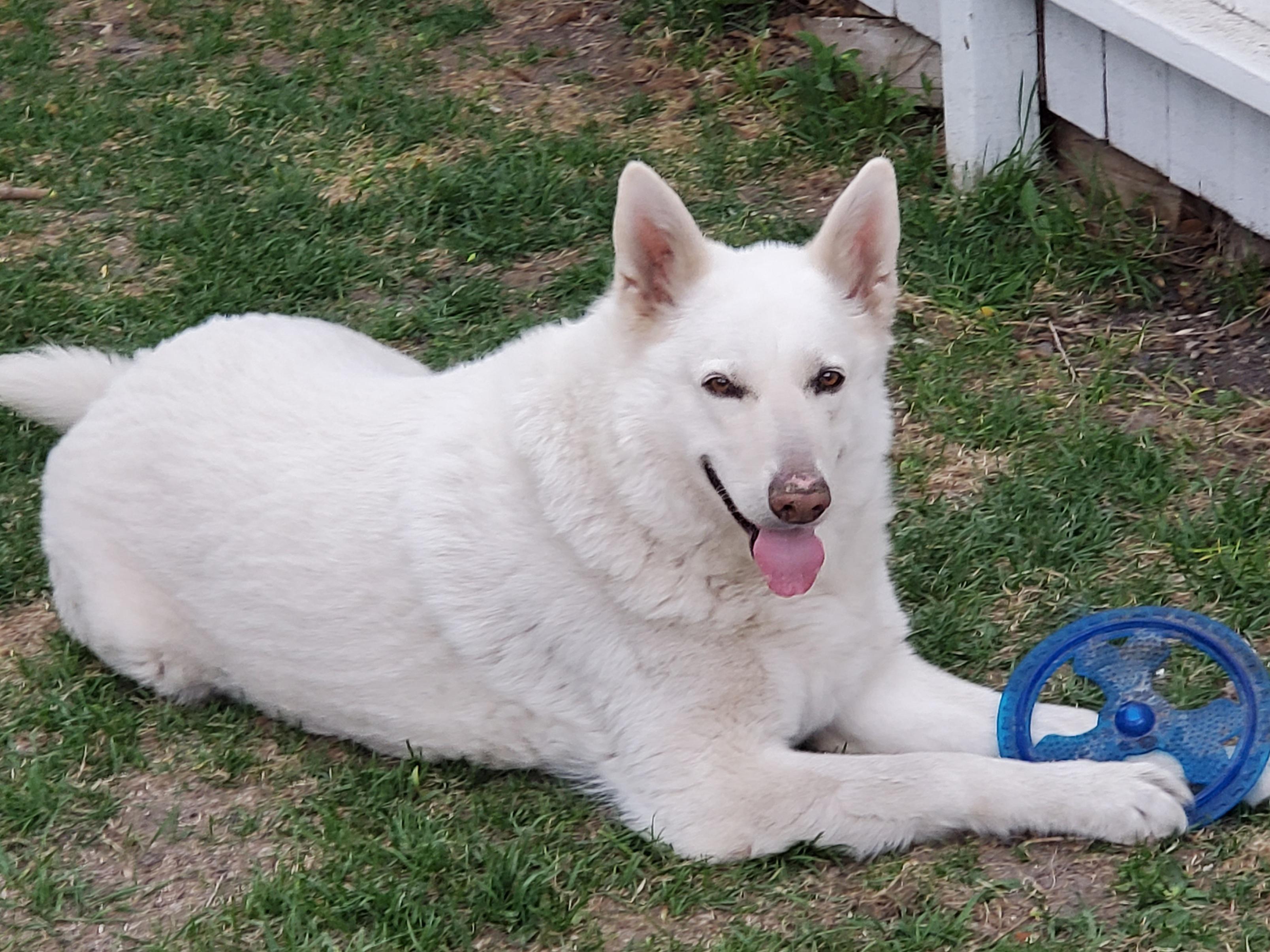 Happy 9th birthday Dexter | Scrolller